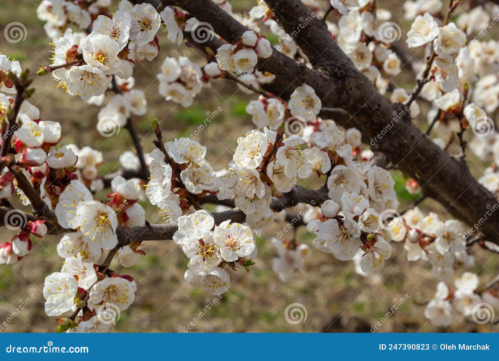 Bloom Flower Apricot Tree. Apricot Tree Flowers with Soft Focus. Spring ...