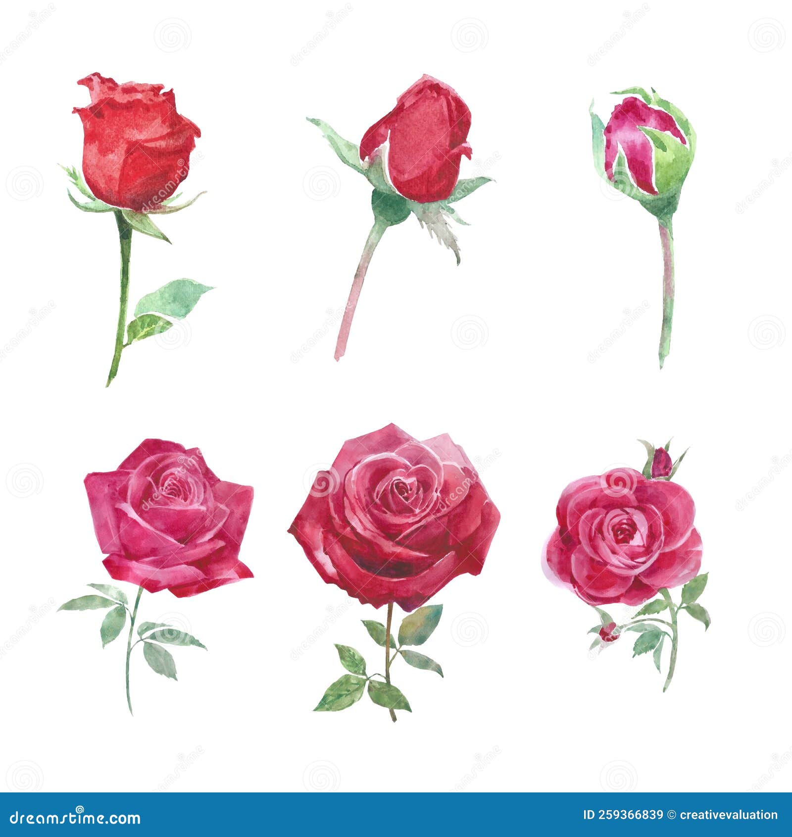 Bloom Flower Element Design Red Rose Watercolor on White Background for ...
