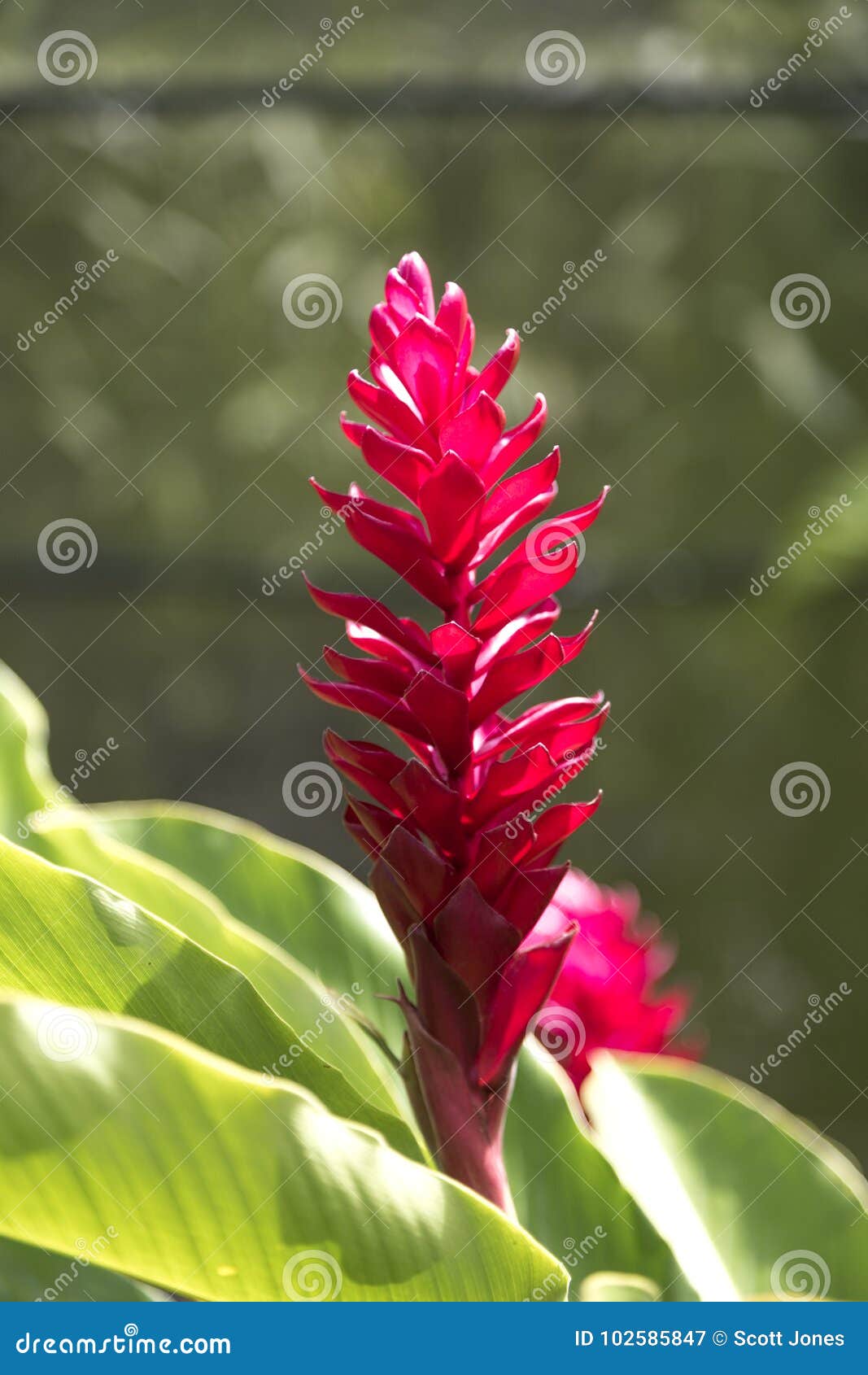 Ginger Plant Bloom stock image. Image of blooming, ginger - 102585847