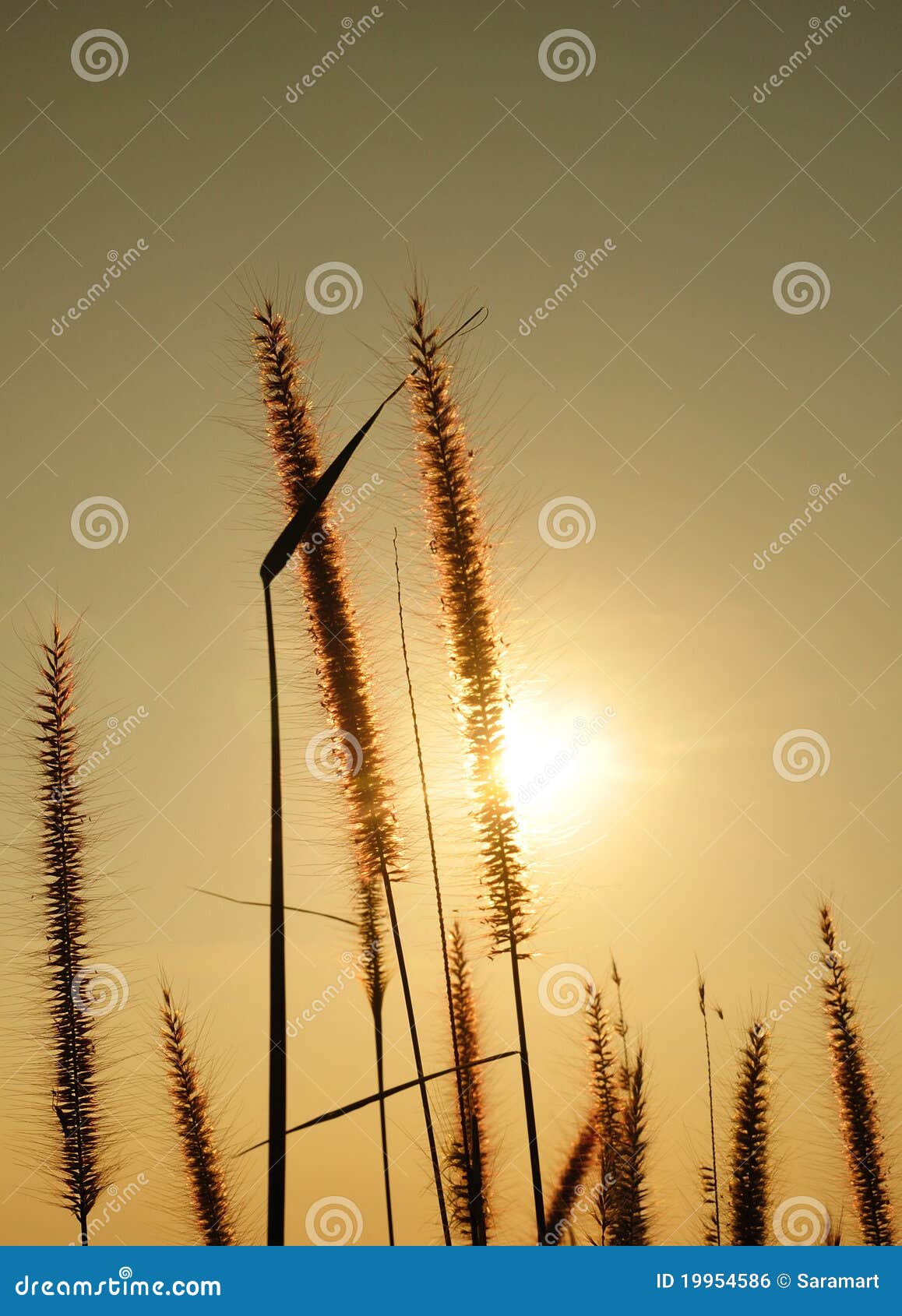 Bloom grass and sunset stock photo. Image of floral, natural - 19954586