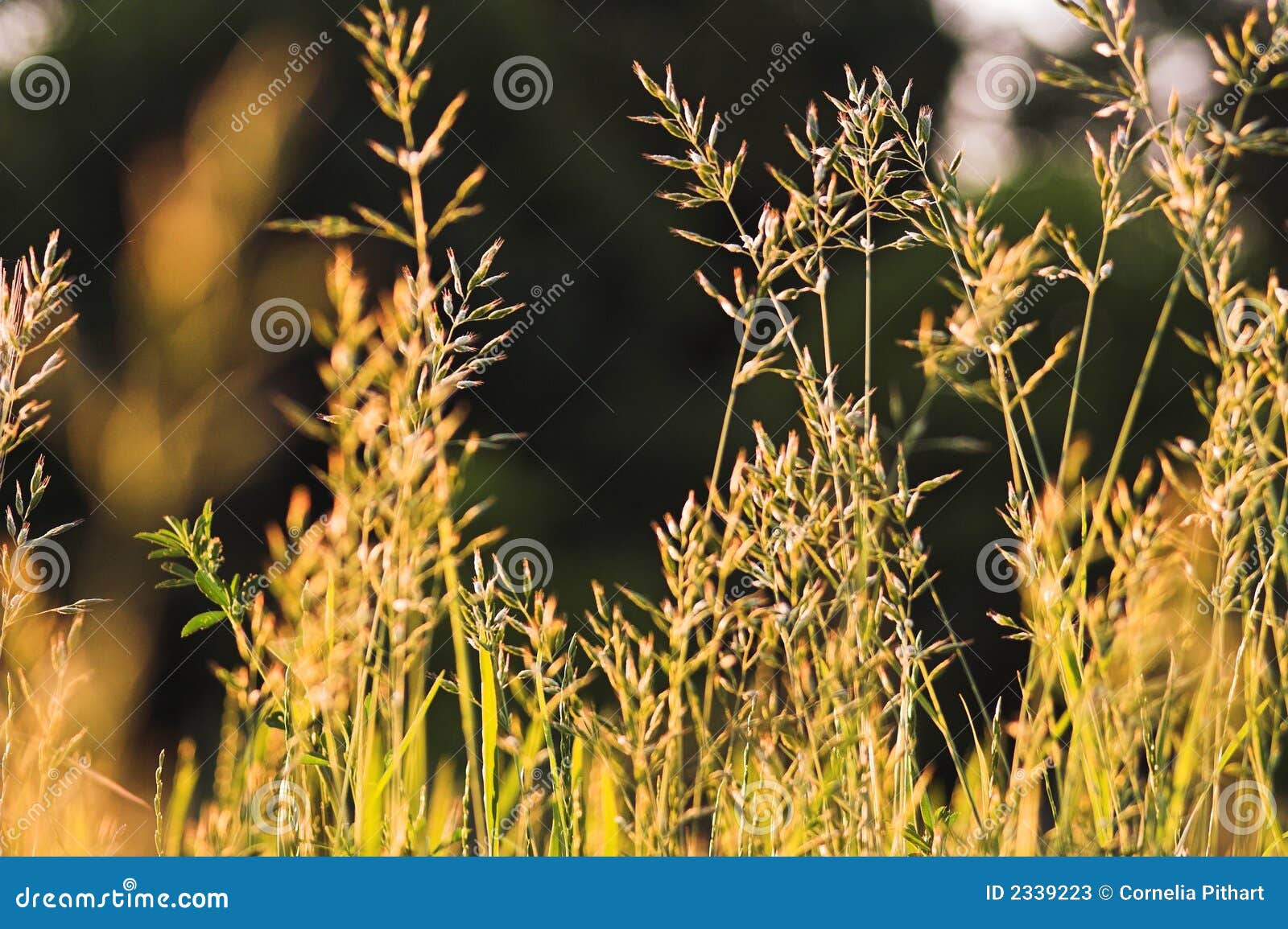 Bloom of grasses stock image. Image of meadow, pollen - 2339223