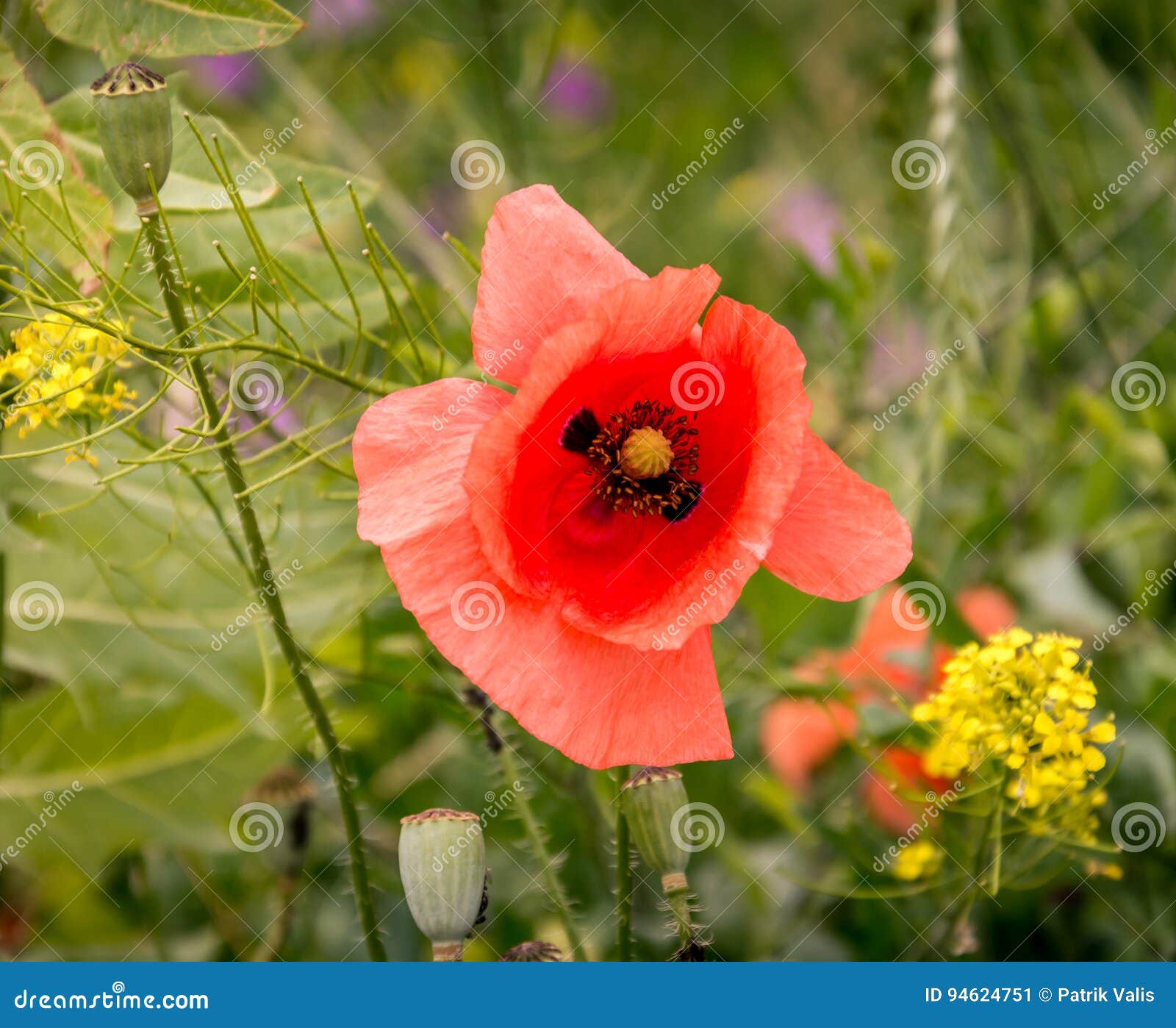 Bloom head of red weed. stock image. Image of blue, outdoor - 94624751
