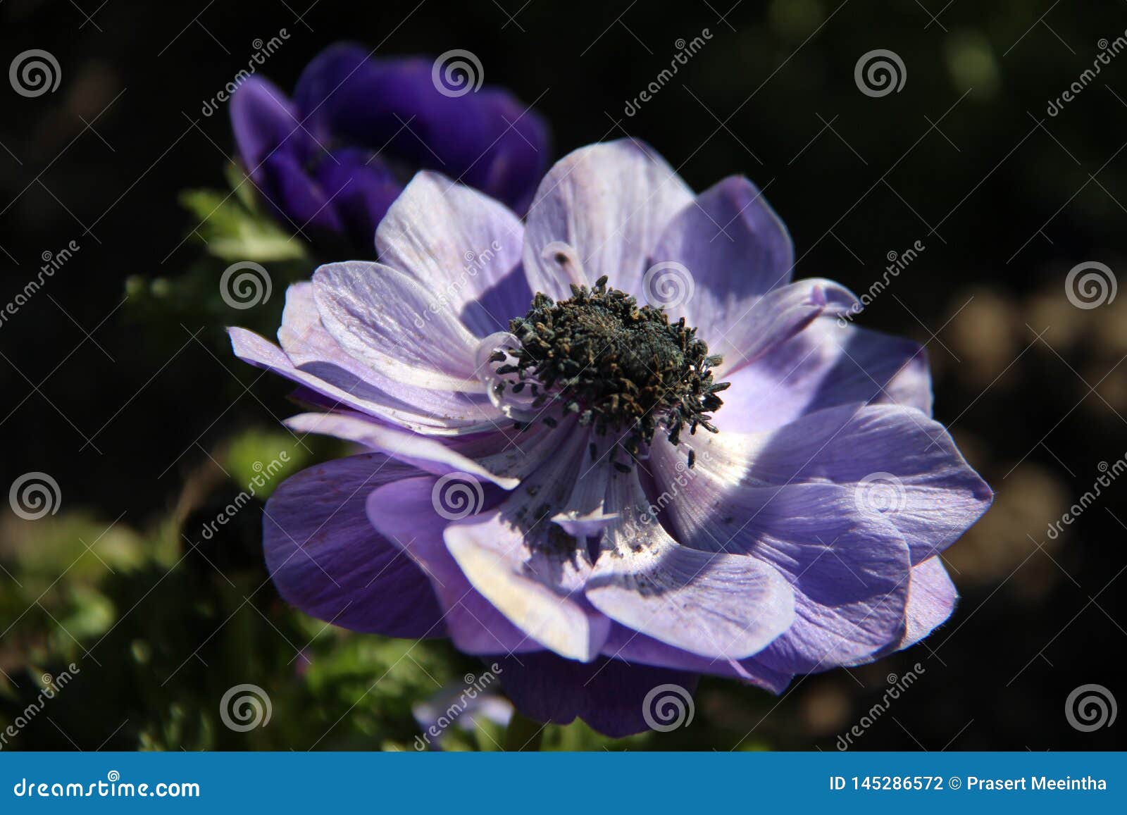 Bloom Indigo Blue Flower with Blurs Background Stock Photo - Image of ...