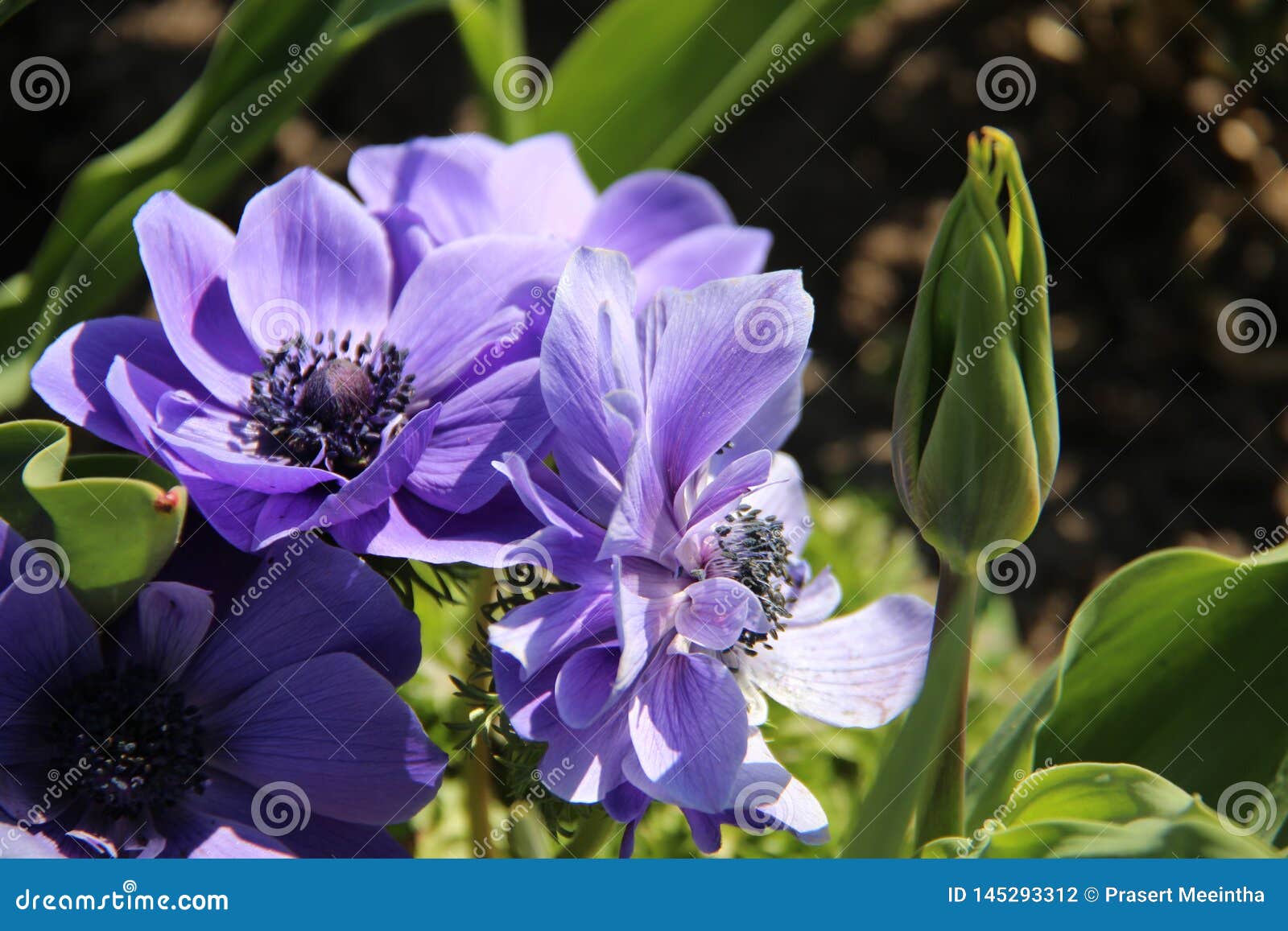 Garden and Bloom Indigo Blue Flower with Blurs Background Stock Photo ...