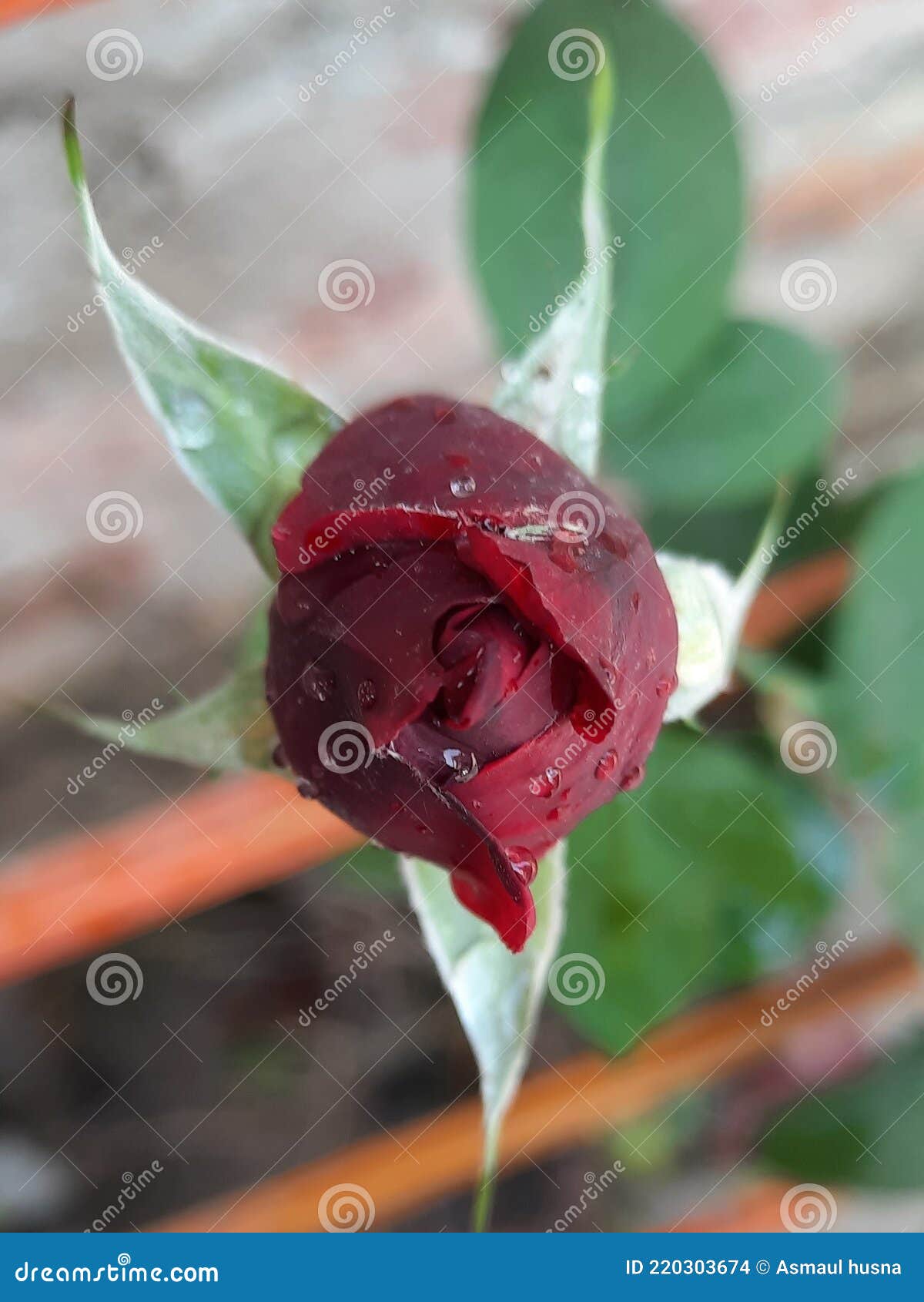 Bloom Like Flowers; Wild and Free Stock Photo - Image of pink, produce ...