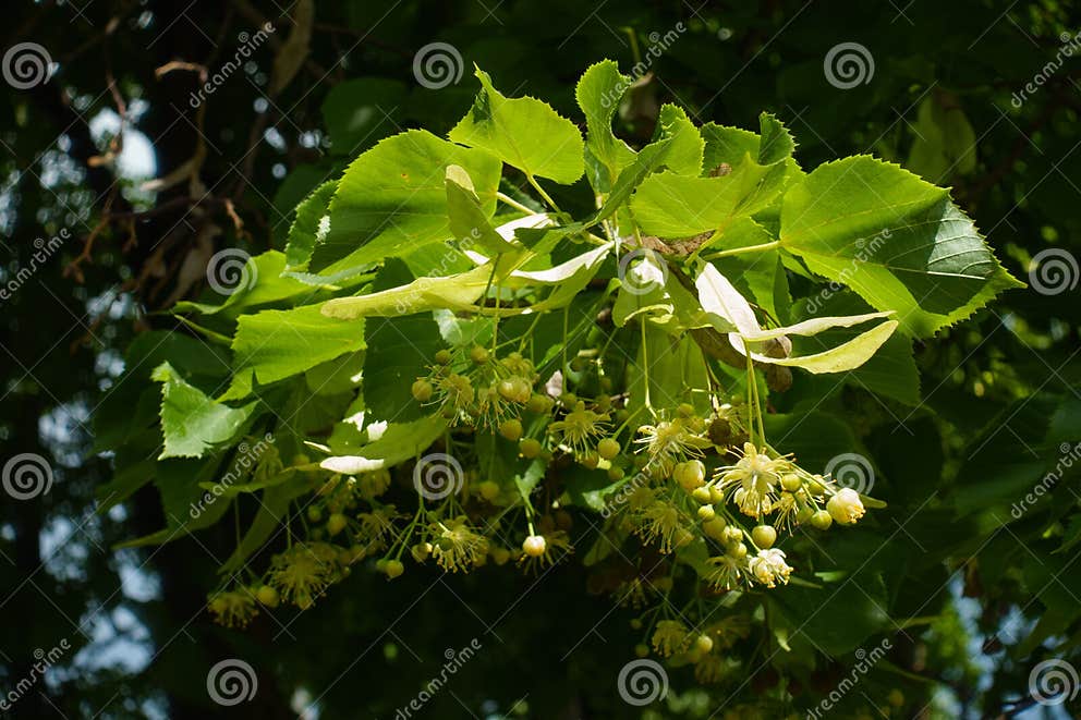Bloom of Linden Tree in June Stock Image - Image of flora, bright ...