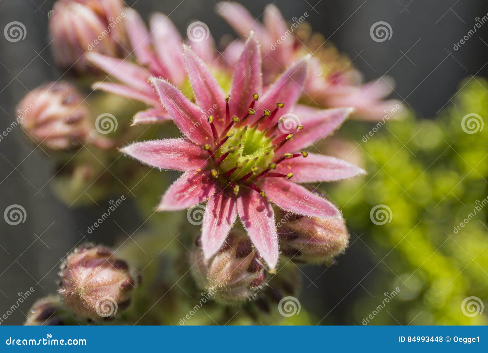 Bloom - macro stock photo. Image of shot, blooming, flowering - 84993448