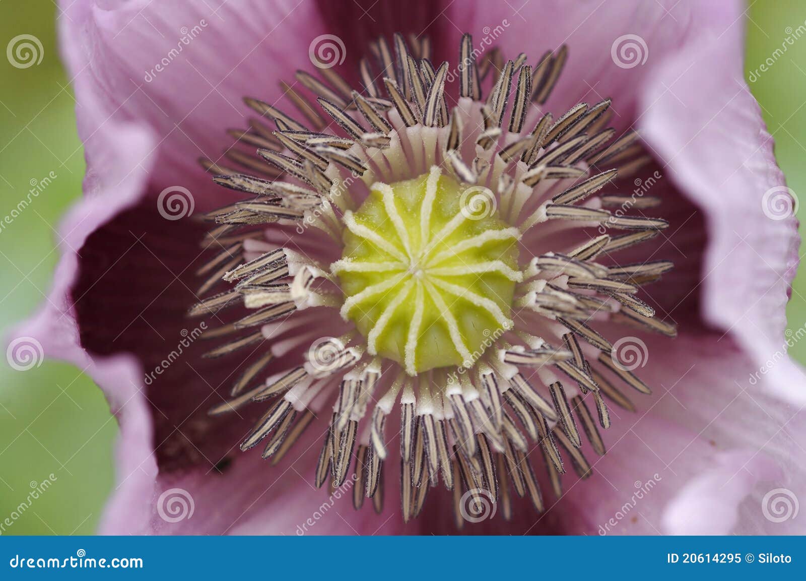 Bloom of opium poppy stock image. Image of anther, plant - 20614295