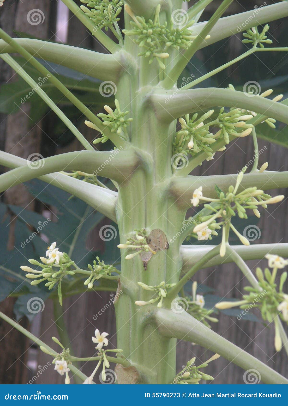 BLOOM of PAPAYA stock image. Image of papyer, processes - 55790273