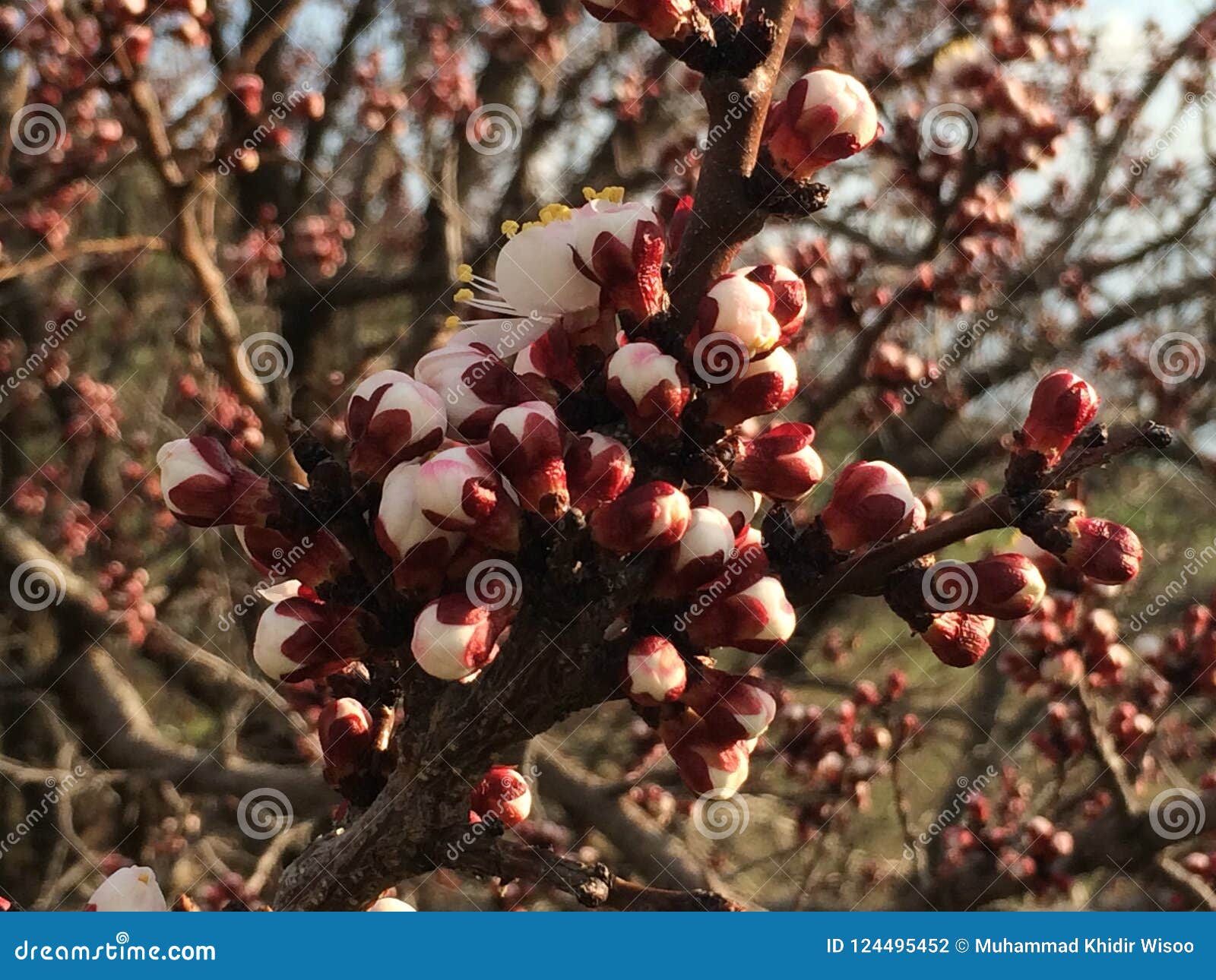 Bloom of peach stock photo. Image of beautiful, natural - 124495452