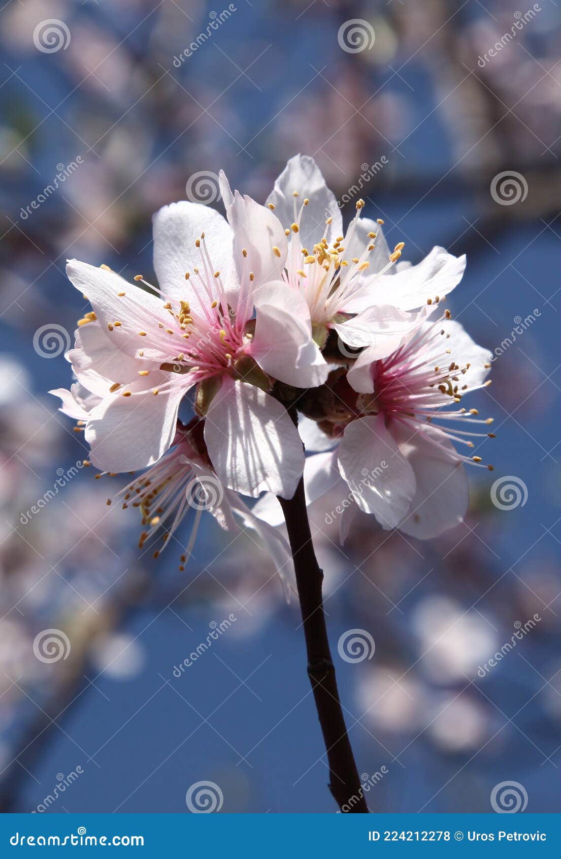 Peach hybrid bloom stock photo. Image of bloom, blooming - 224212278
