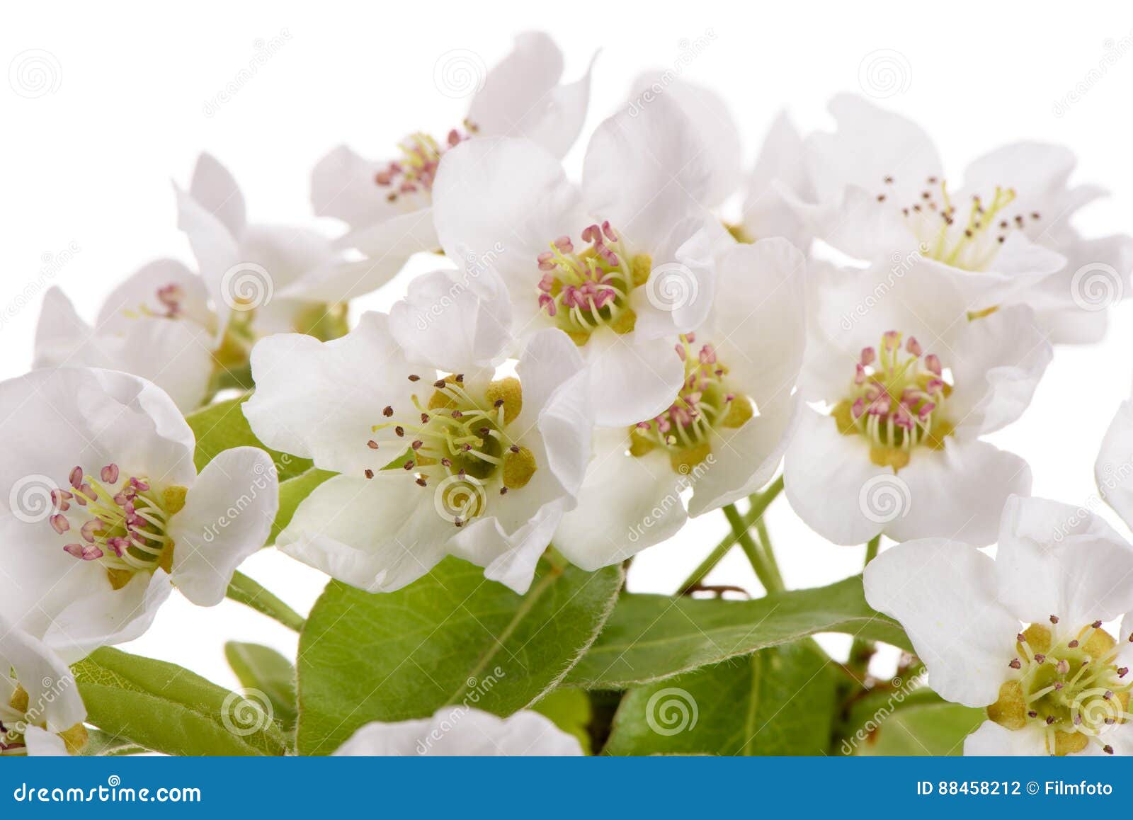 Bloom of pear tree stock photo. Image of garden, pink - 88458212