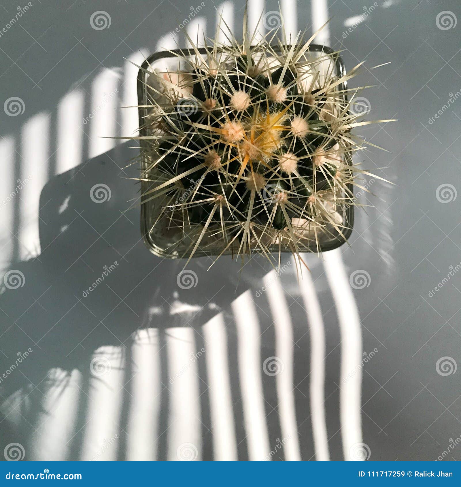 Bloom of a Prickly Pear Cactus beside Office Window Stock Image - Image ...