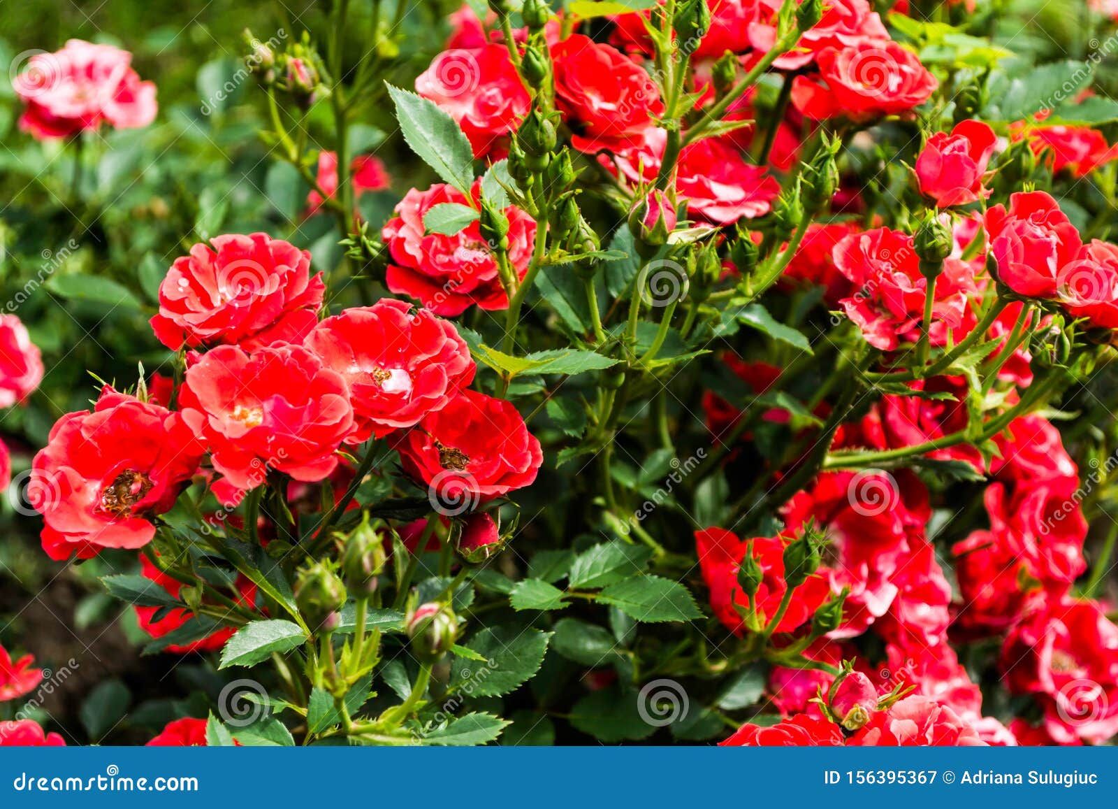 Bloom red roses stock image. Image of cultivation, blooming - 156395367