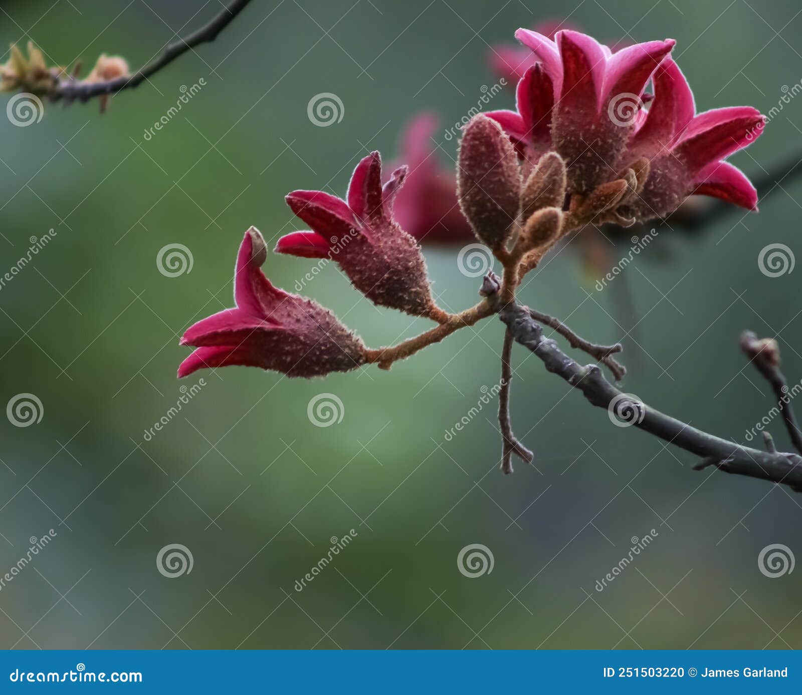 Bloom on a Red Silk Cotton Tree Stock Photo - Image of bombax, tree ...