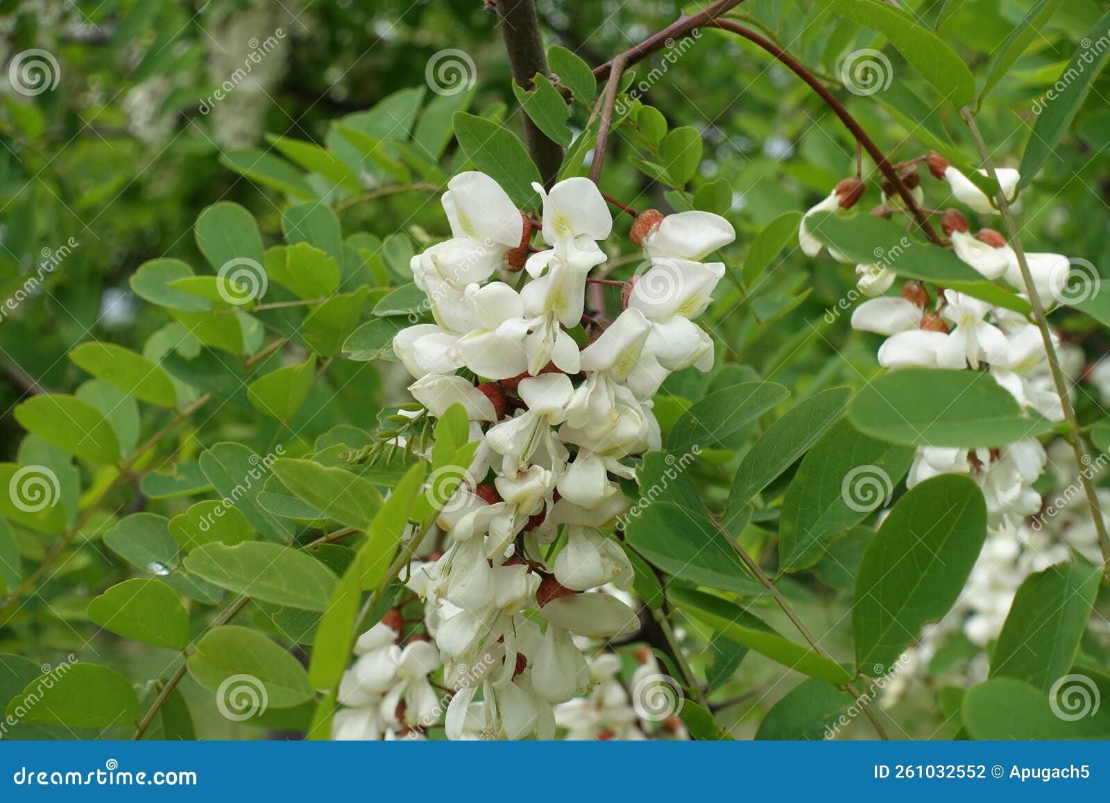 Bloom of Robinia Pseudoacacia in May Stock Photo - Image of blossoming ...