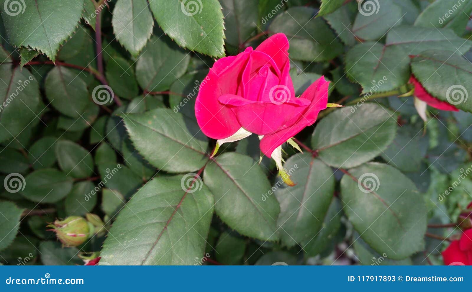 Young rose stock image. Image of rose, young, bloom - 117917893