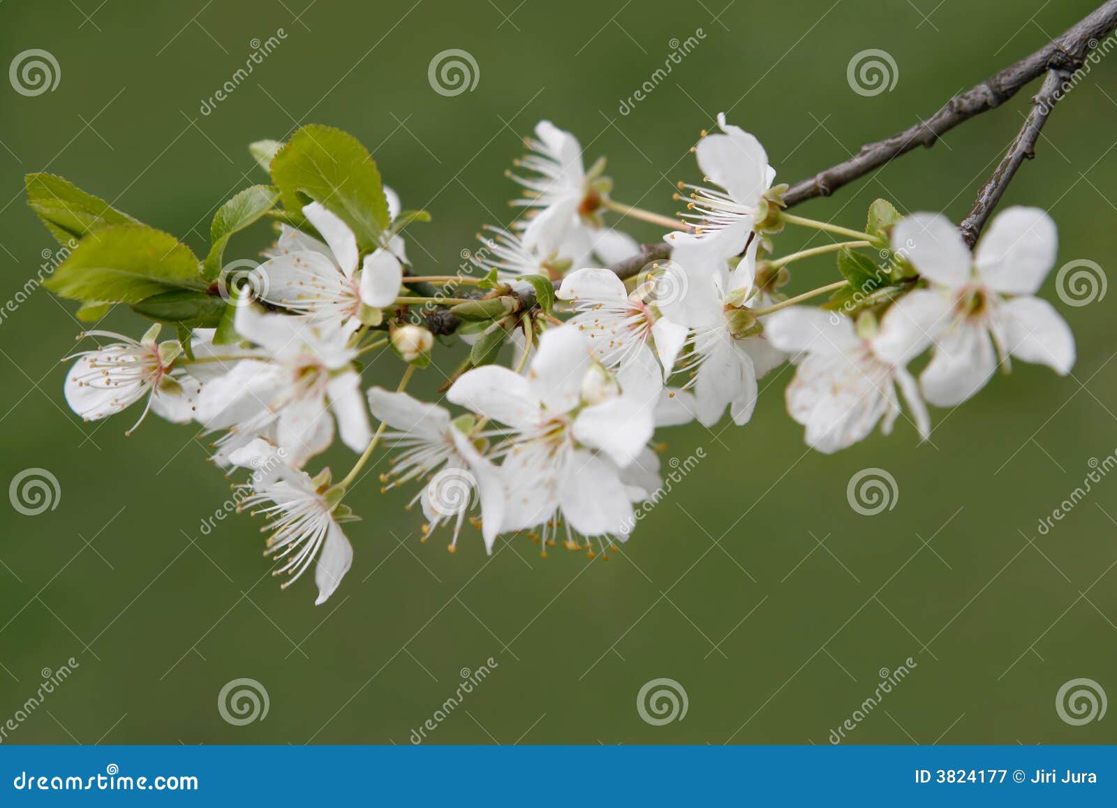 Bloom spring stock image. Image of perfect, environment - 3824177