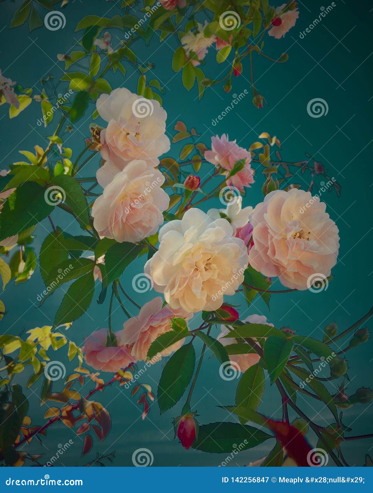 Bloom spring of roses stock image. Image of garden, bloom - 142256847