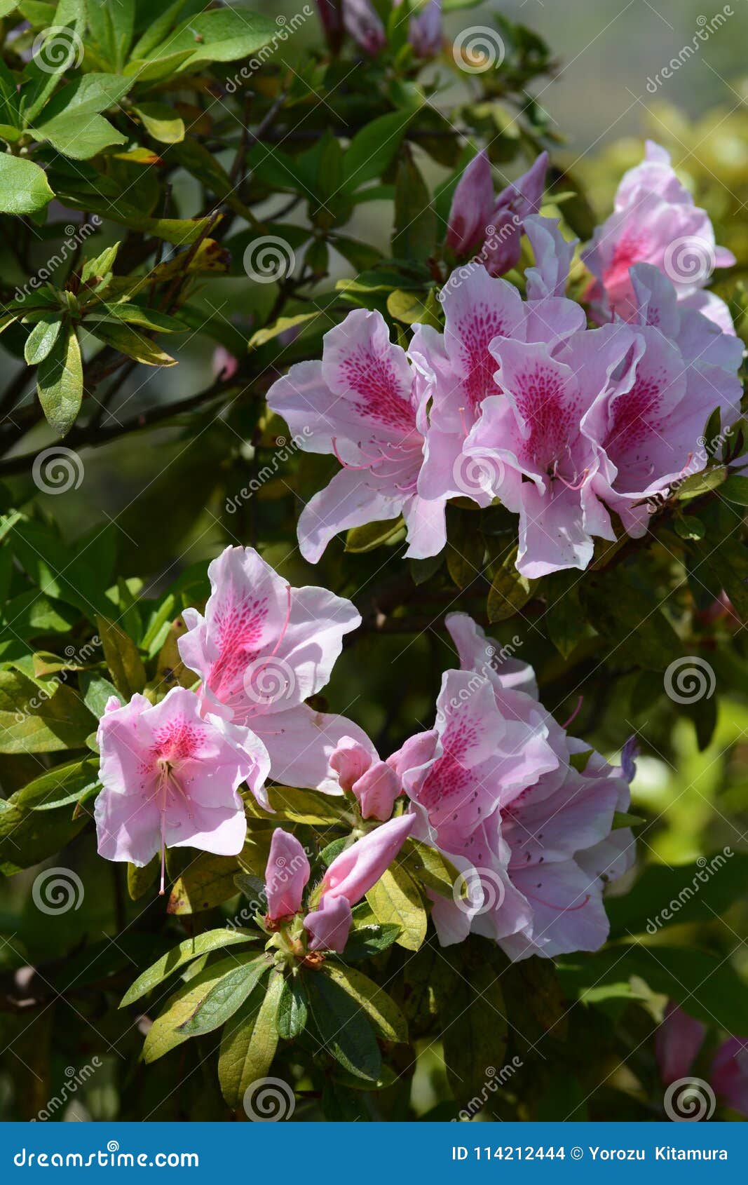 Azalea stock photo. Image of colorful, summer, plant - 114212444