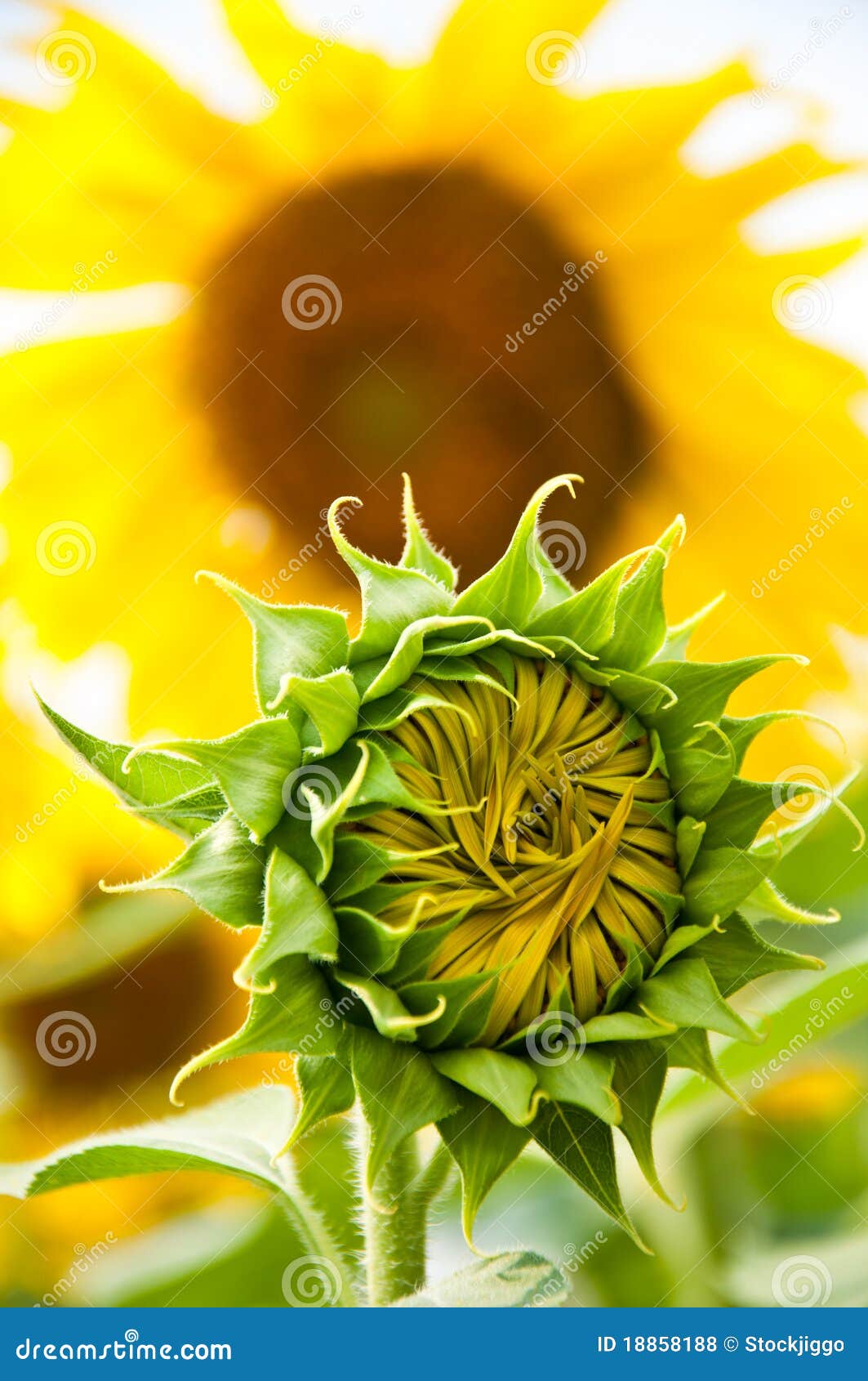 Bloom sunflower stock photo. Image of harvest, colorful - 18858188