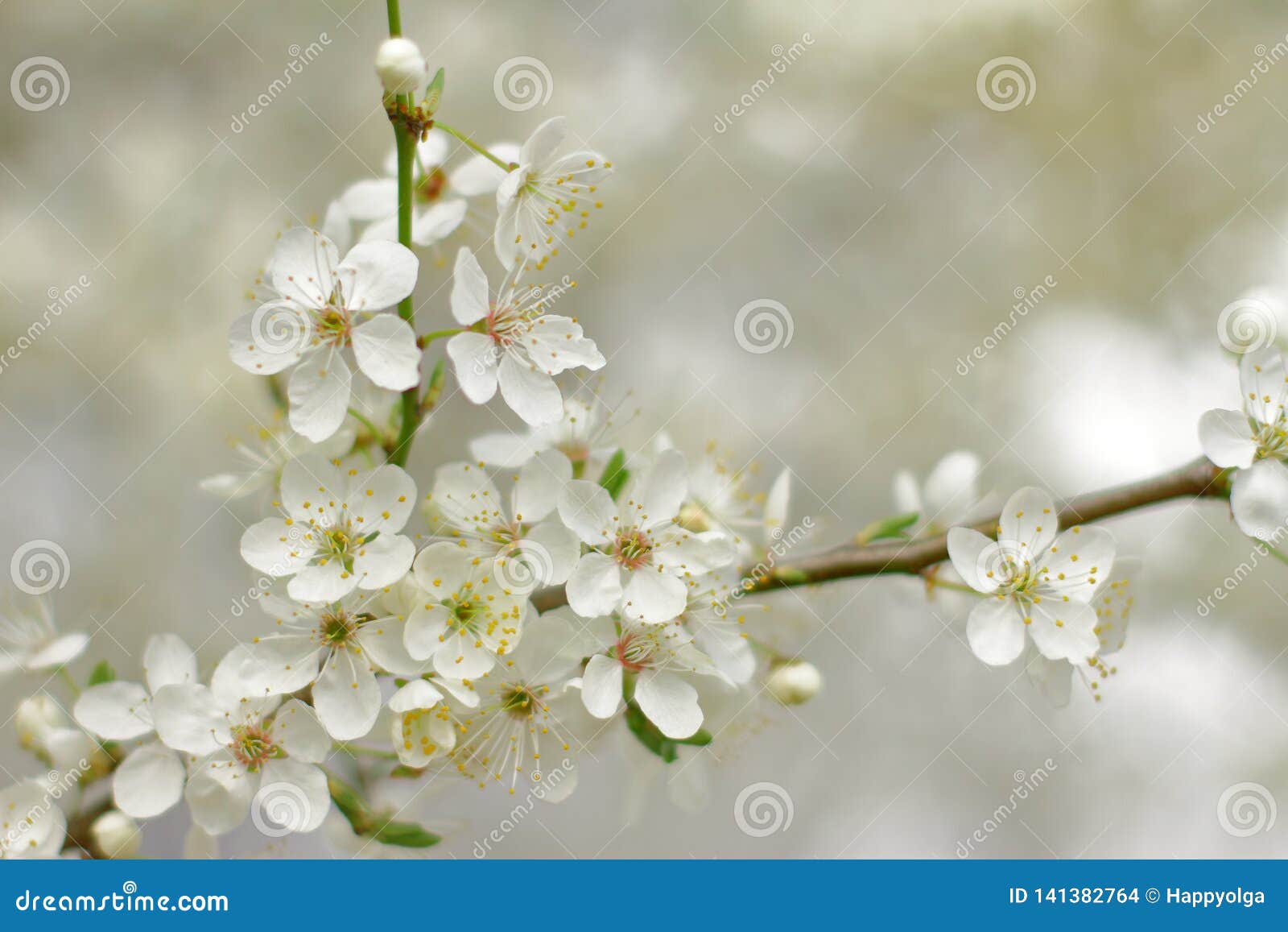 Bloom on Tree, First Spring Flowers Stock Photo - Image of background ...