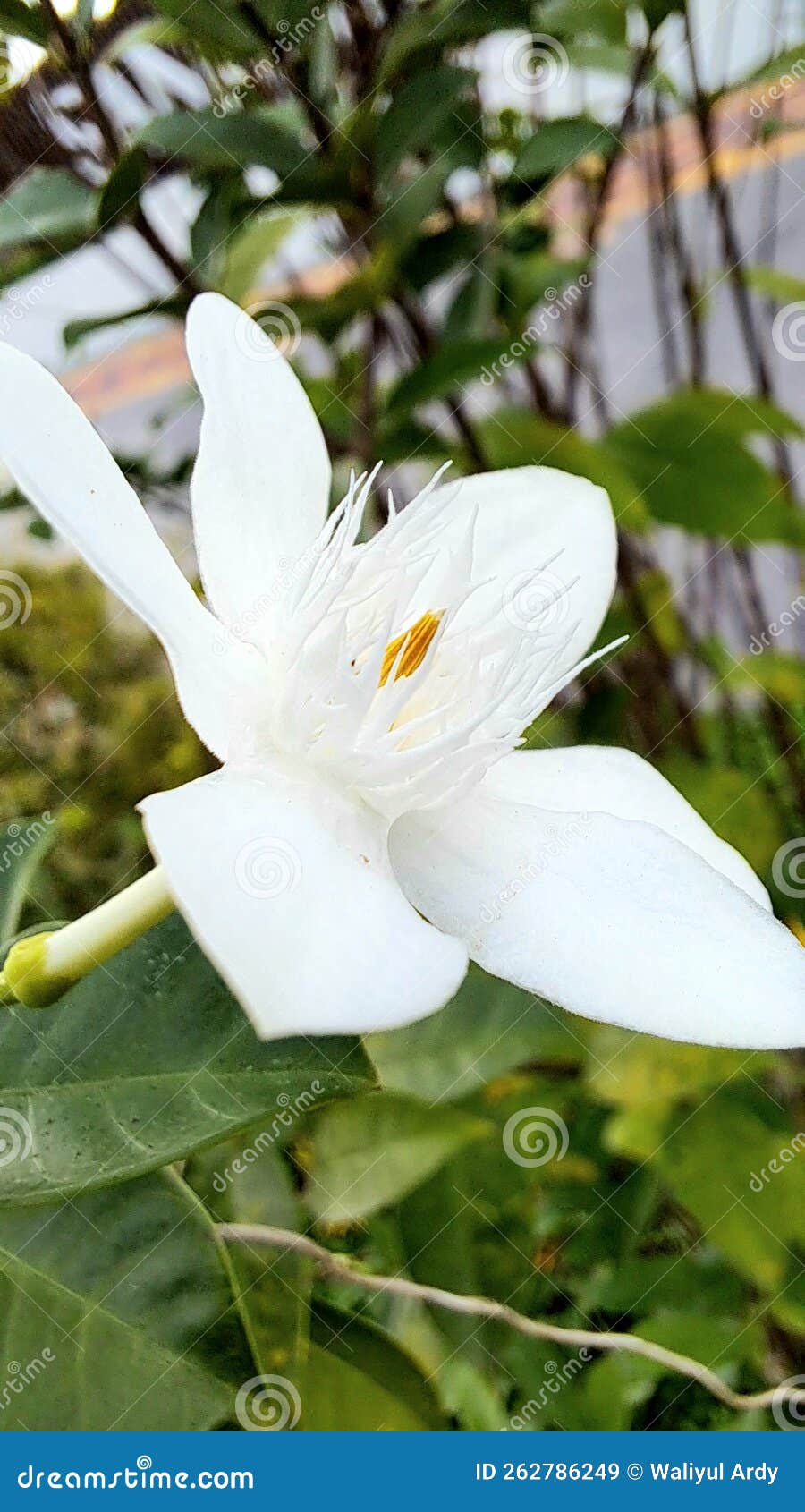 Bloom White Flower in the Garden with Crown Stock Image - Image of ...
