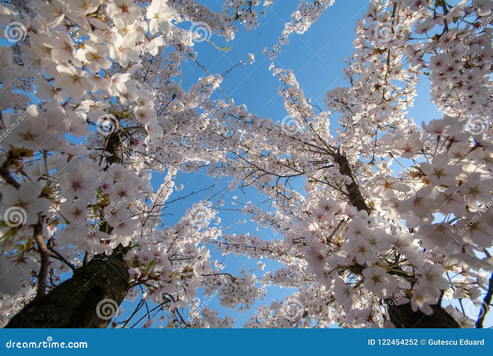 Bloomed Cherry Trees in Bucharest in the Spring Time Stock Photo ...