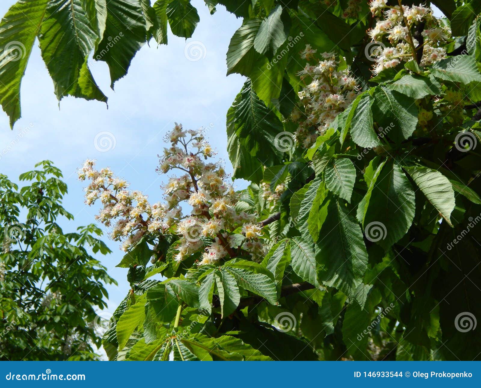 Bloomed chestnut flowers stock photo. Image of trees - 146933544