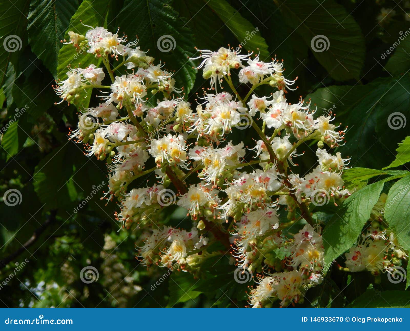 Bloomed chestnut flowers stock photo. Image of botany - 146933670