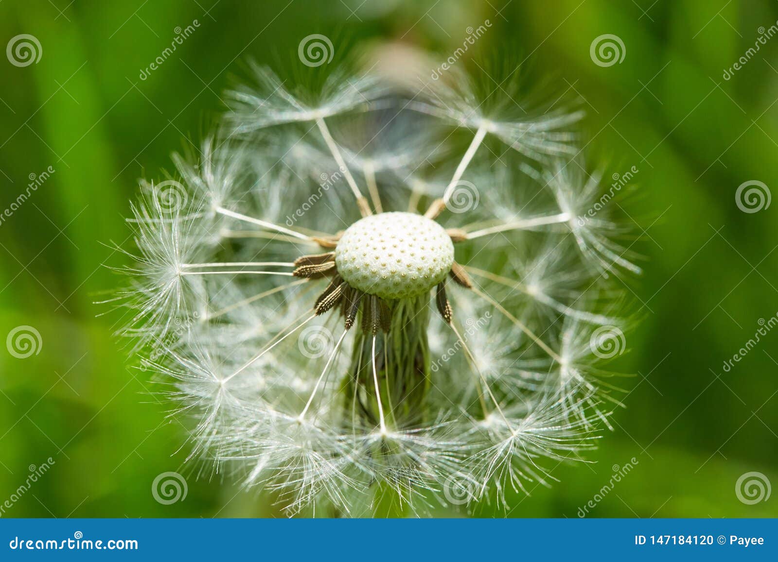 Bloomed Dandelion from Green Grass Stock Photo - Image of macro ...