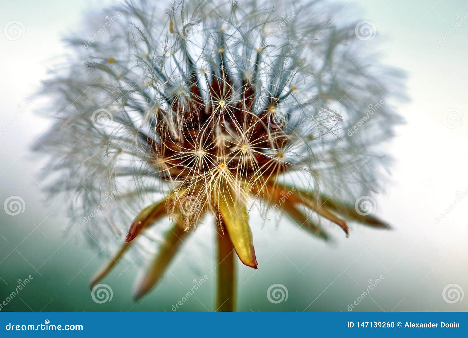 Bloomed Dandelion in Nature Grows from Green Grass Stock Photo - Image ...