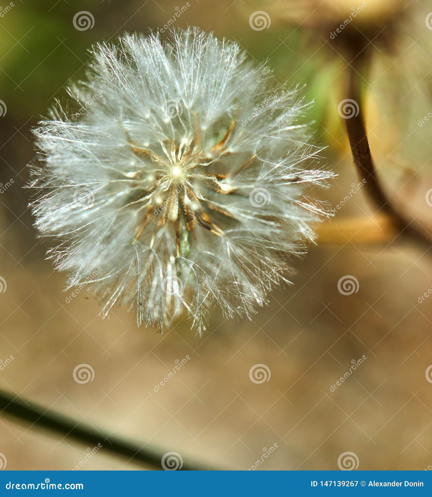 Bloomed Dandelion in Nature Grows from Green Grass Stock Image - Image ...