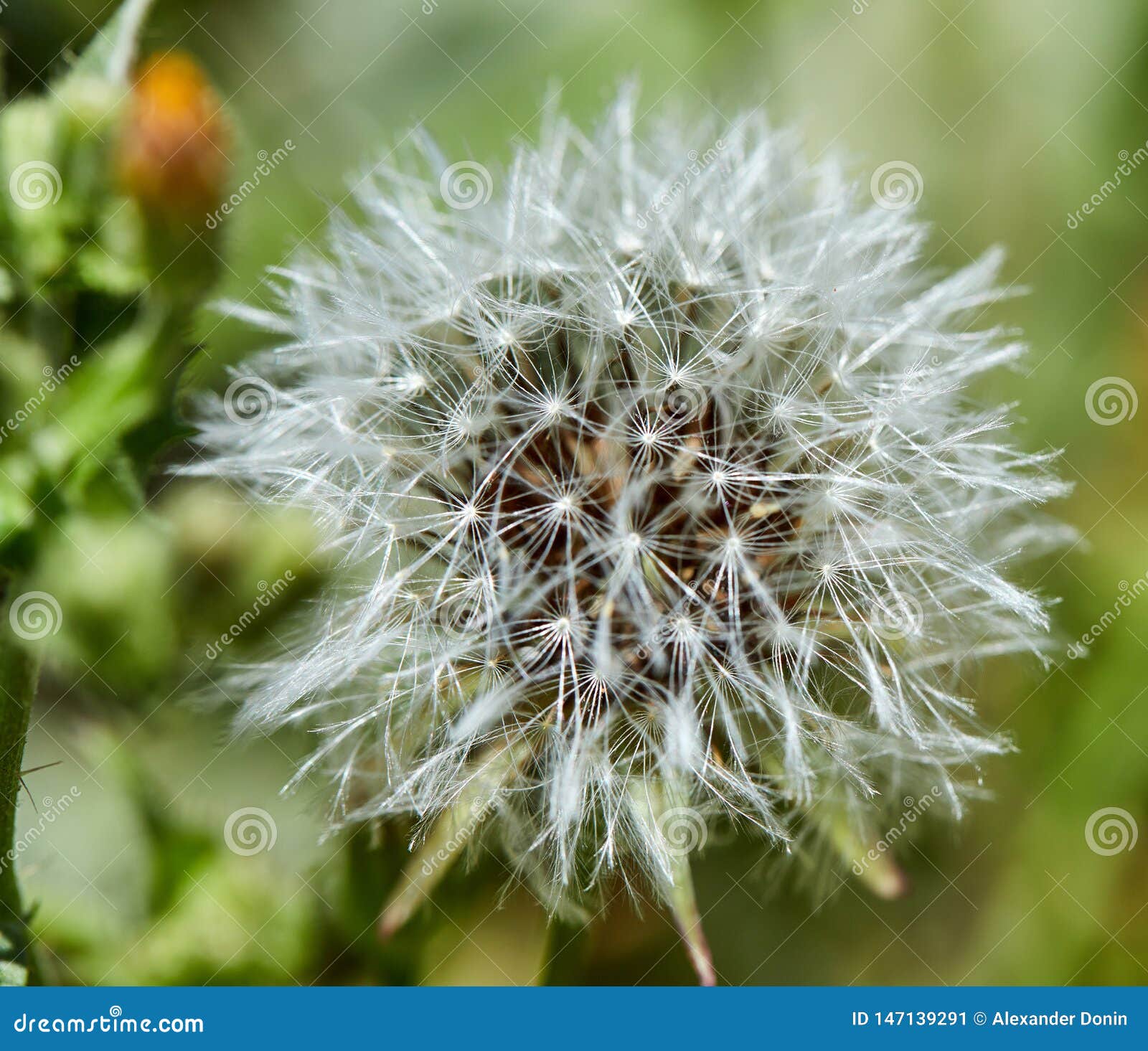 Bloomed Dandelion in Nature Grows from Green Grass Stock Image - Image ...