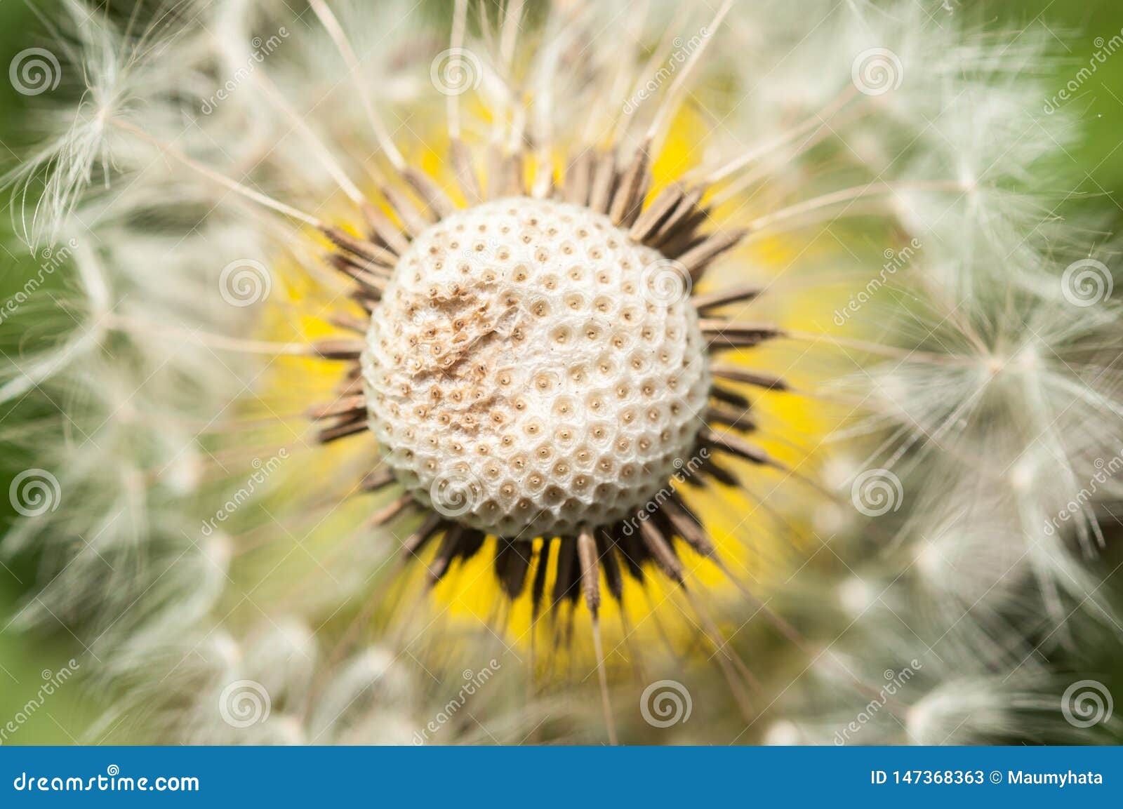 Bloomed Dandelion in Nature Stock Image - Image of design, meadow ...