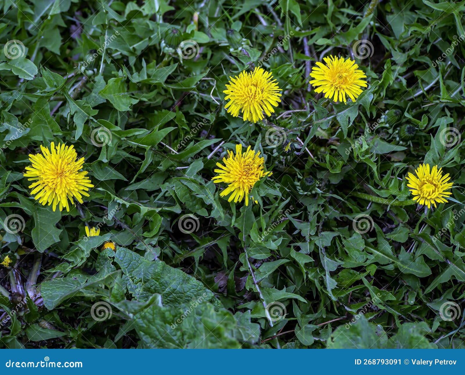 Bloomed the First Spring Flowers Dandelions, Macro, Narrow Focus Area ...