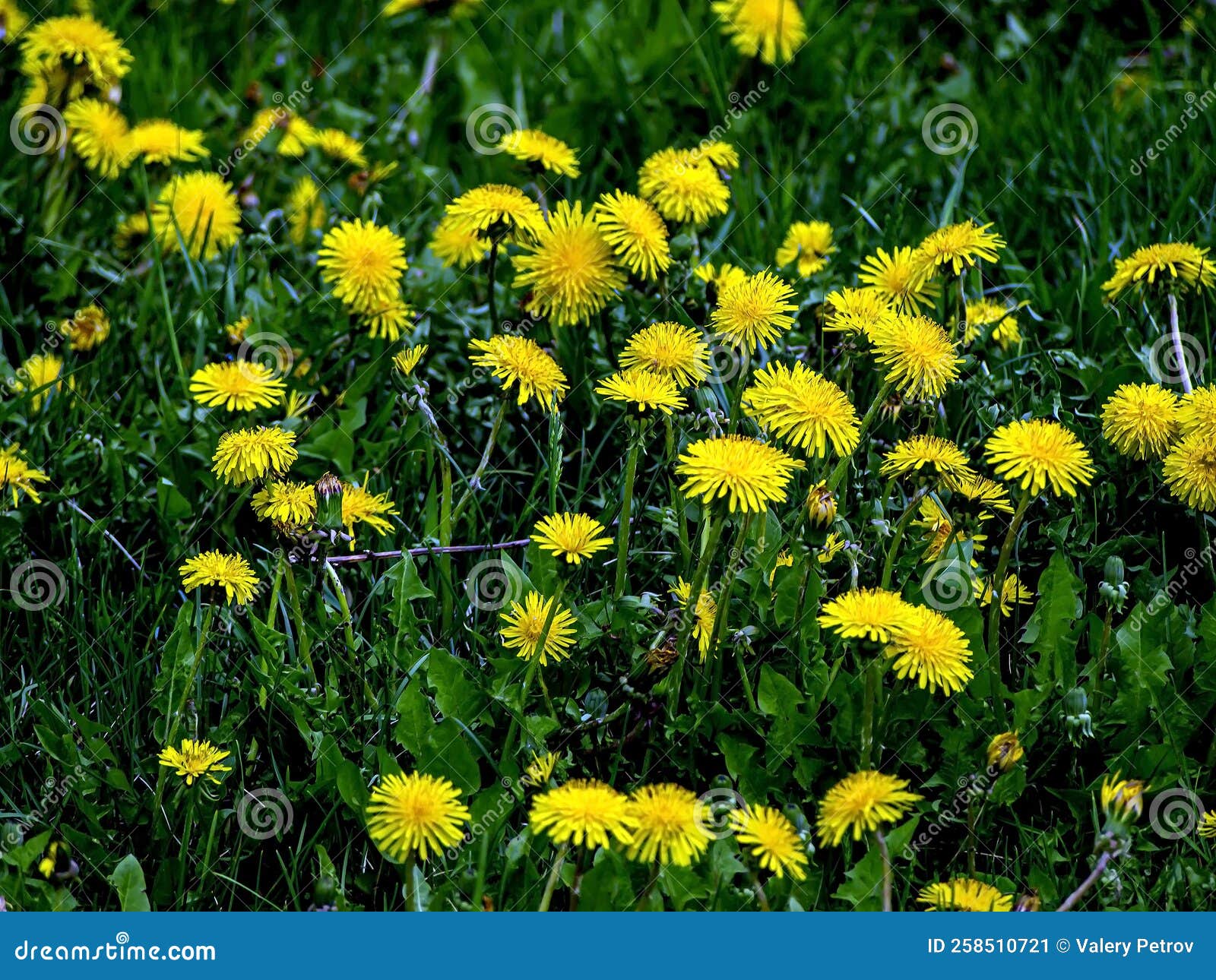 Bloomed the First Spring Flowers Dandelions,, Narrow Focus Area Stock ...