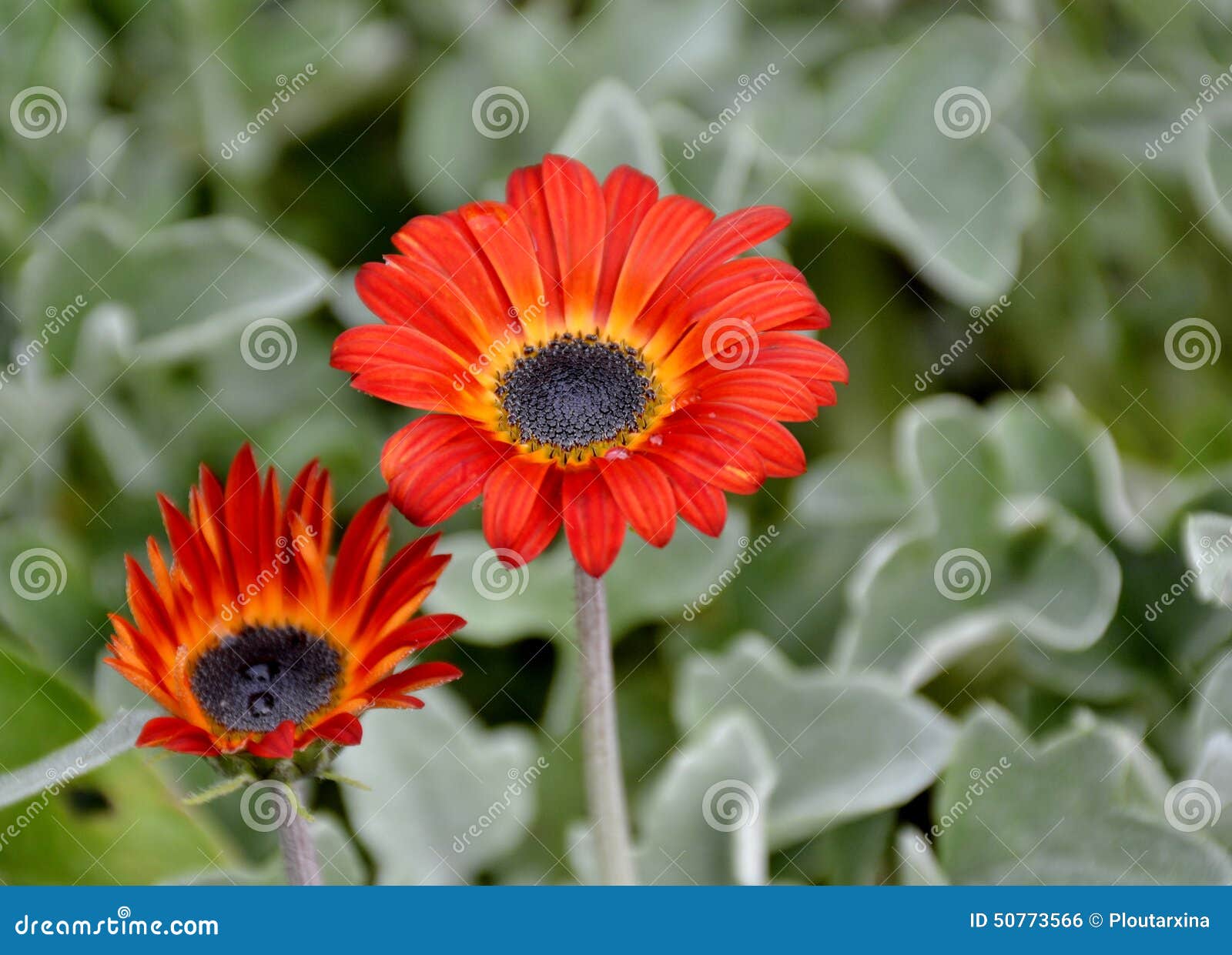 Bloomed Fresh Daisy Flowers Stock Photo - Image of marigold, calendula ...
