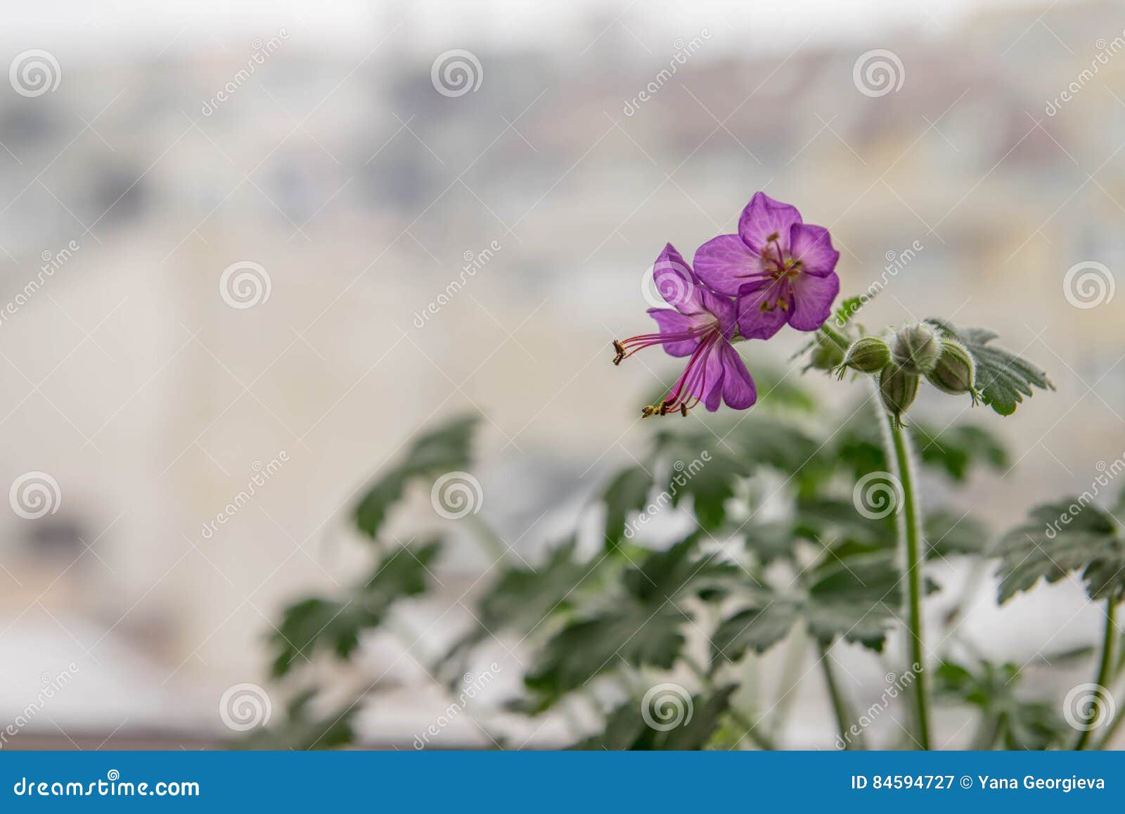 Bloomed geranium stock image. Image of outdoor, geraniaceae - 84594727