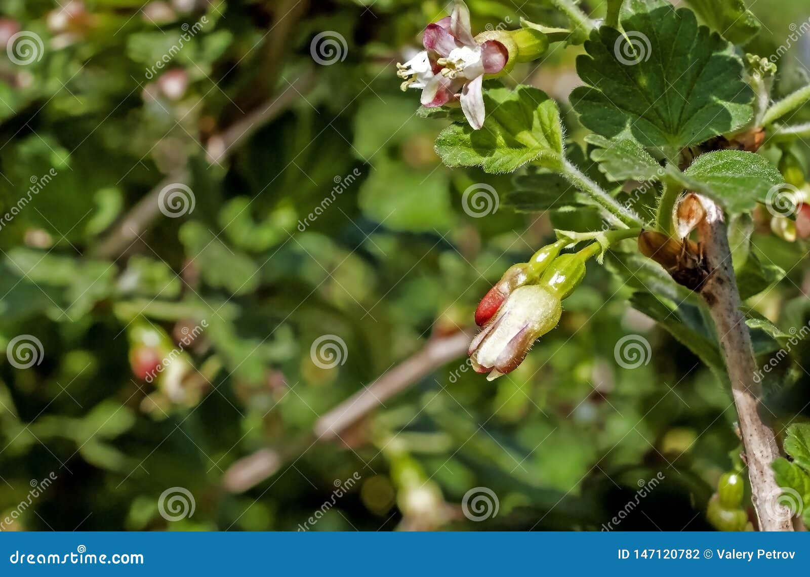 Bloomed Gooseberry Flower, Macro Stock Photo - Image of freshness ...