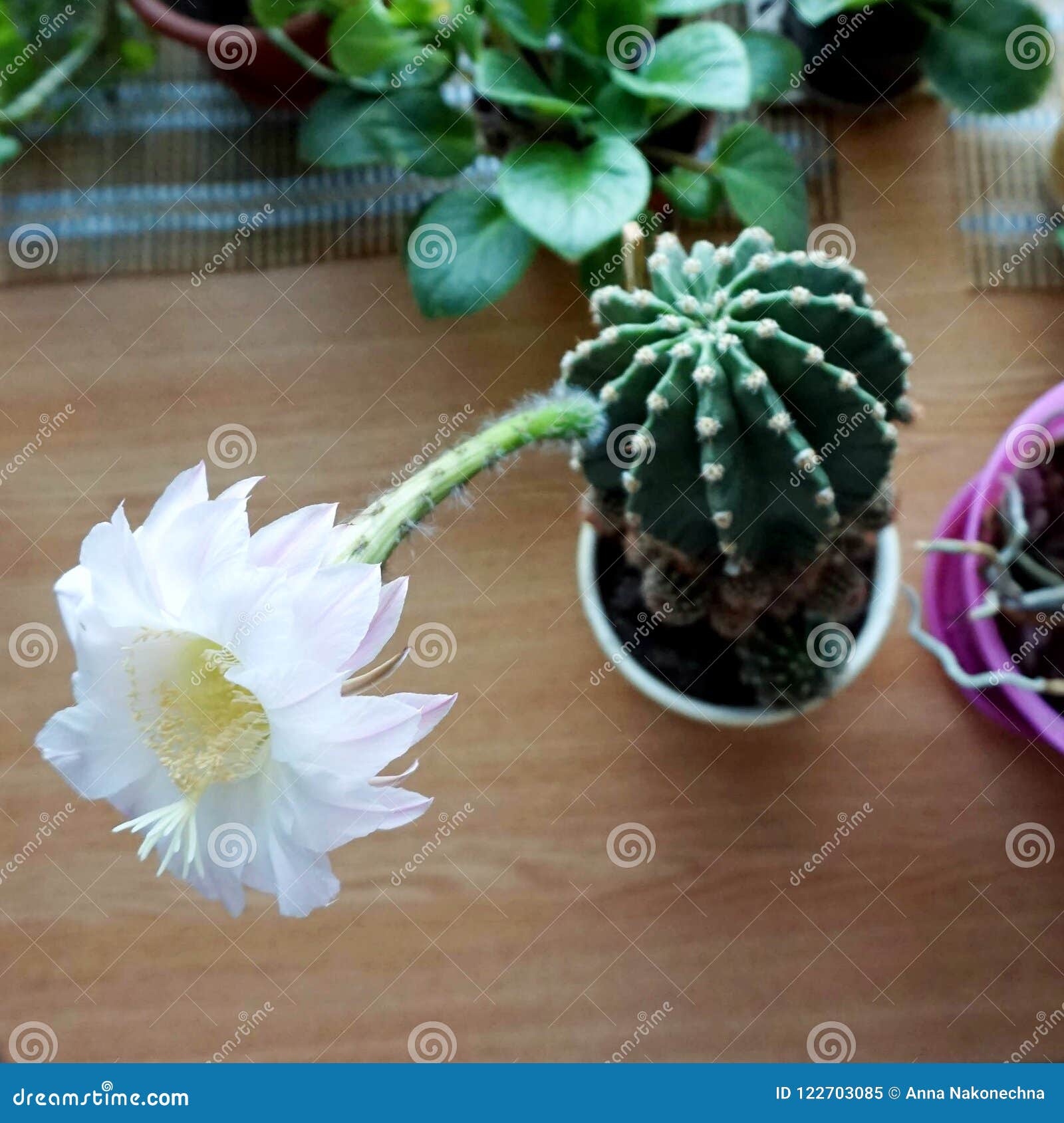 Bloomed Home Cactus Cereus Hexagonus with One Flower. Stock Image ...