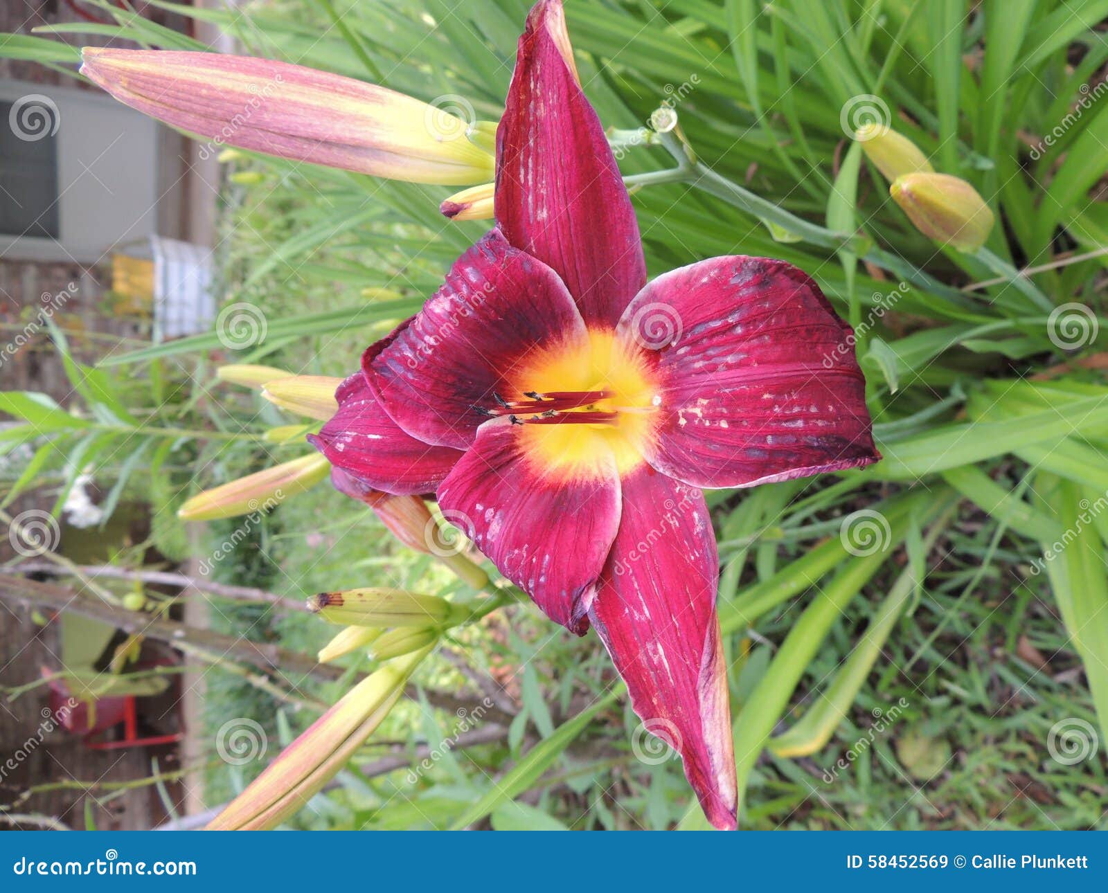 Bloomed Lily stock image. Image of lilynout, backgroundn - 58452569