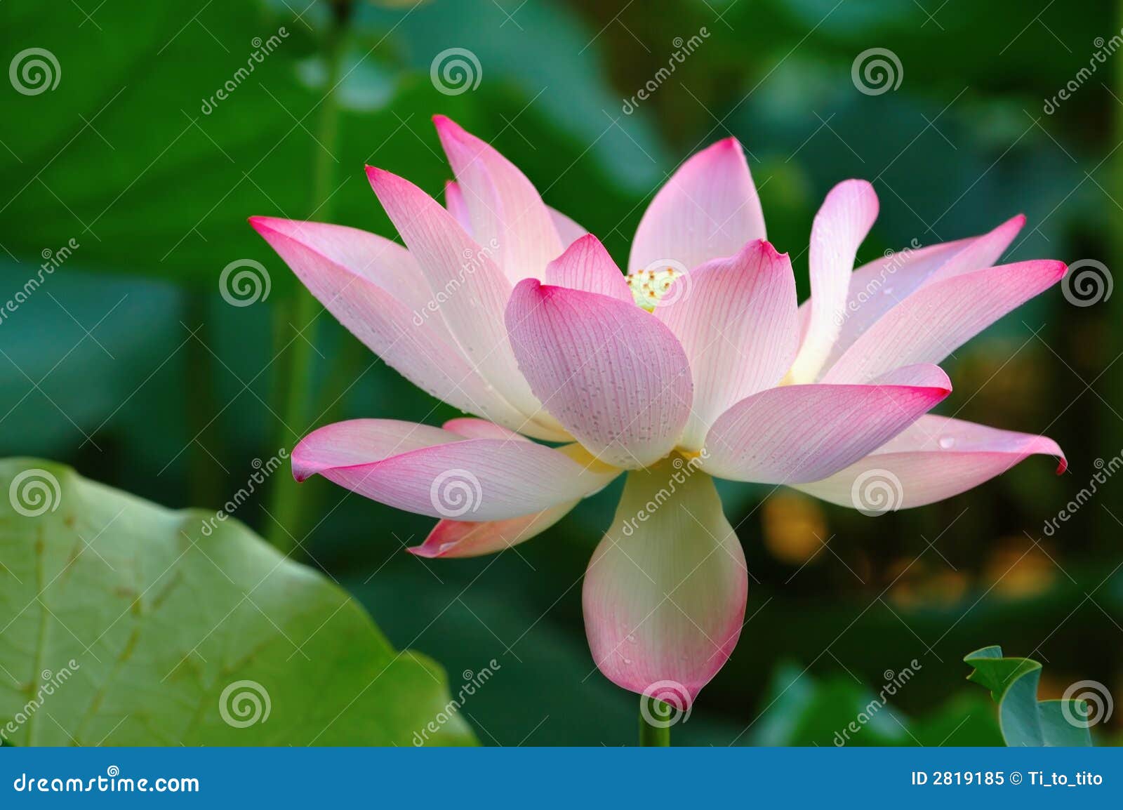 A bloomed lotus flower stock image. Image of beautiful - 2819185
