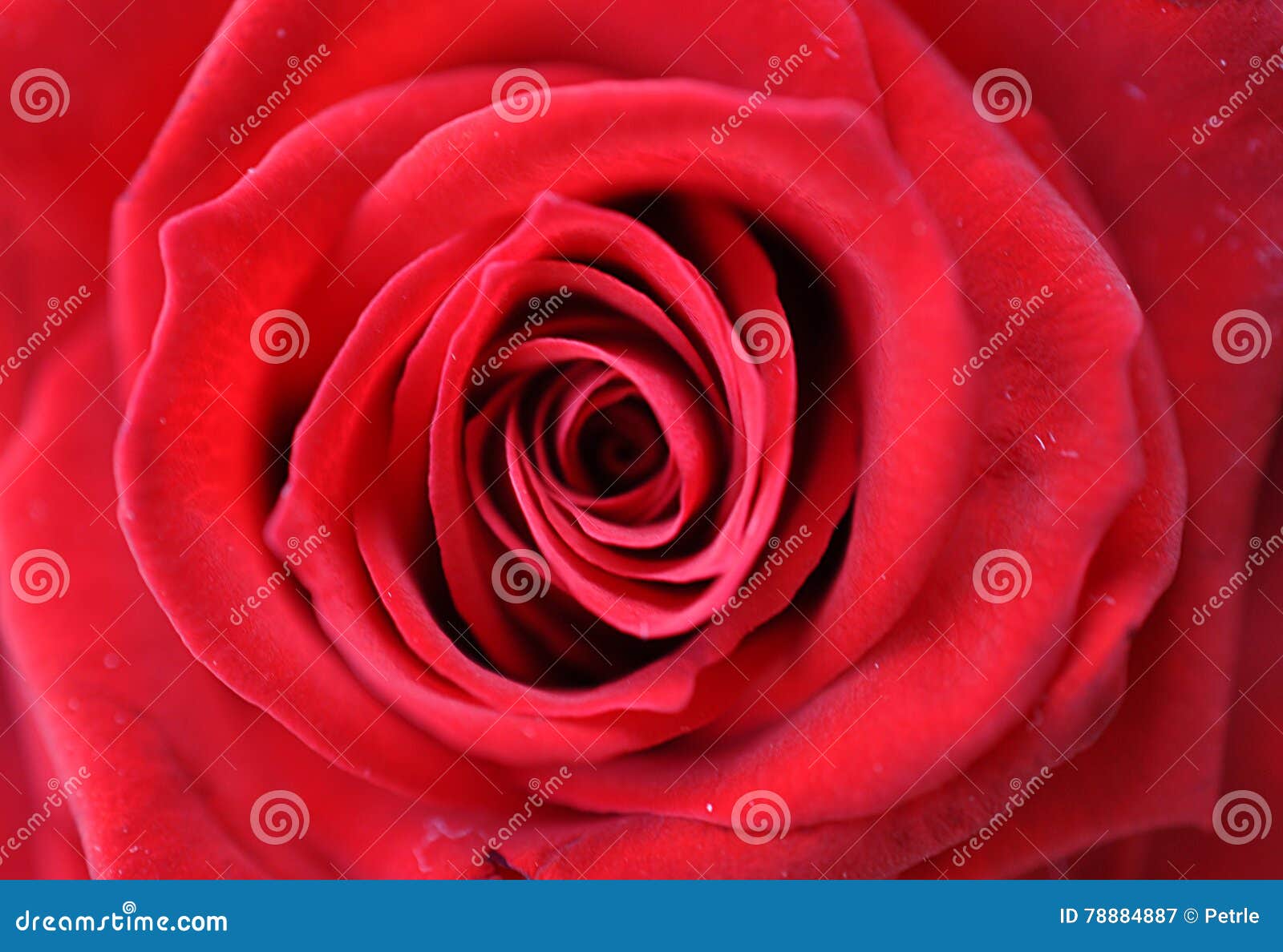 Bloomed roses stock image. Image of background, view - 78884887