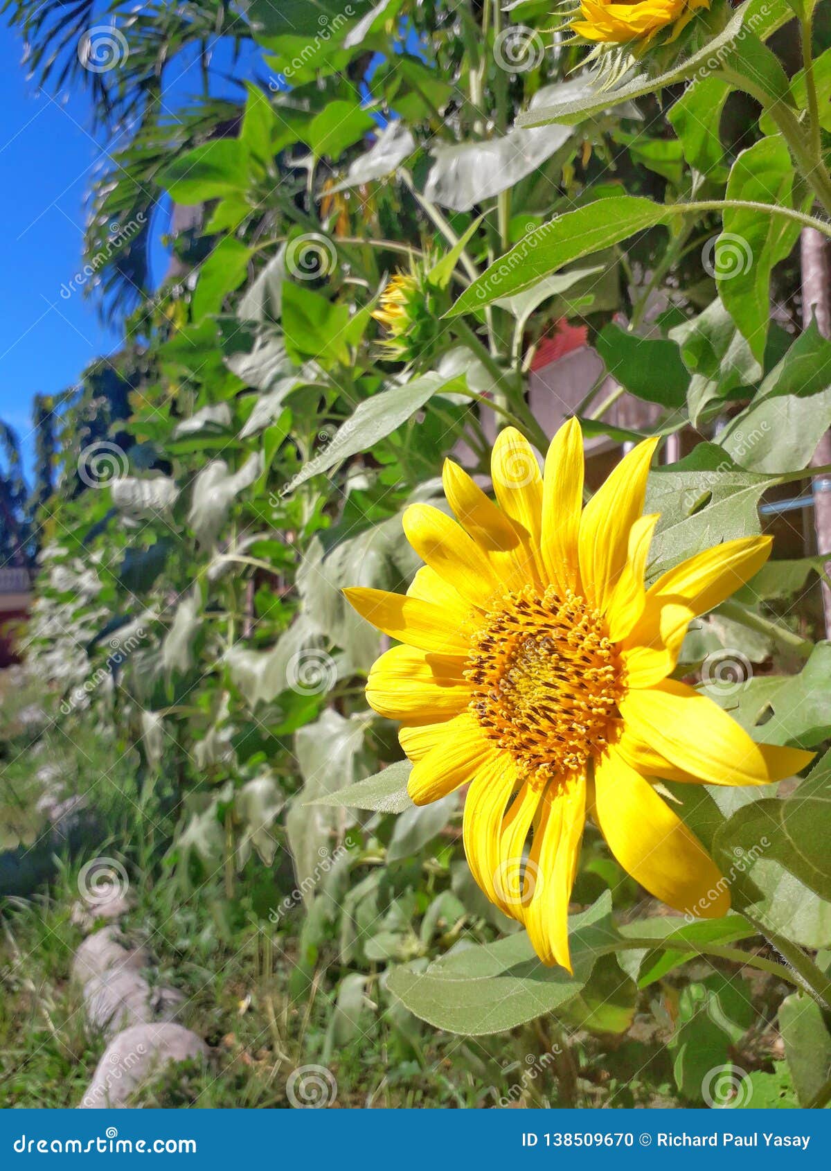 Bloomed sunflower stock photo. Image of sunflower, bloomed - 138509670
