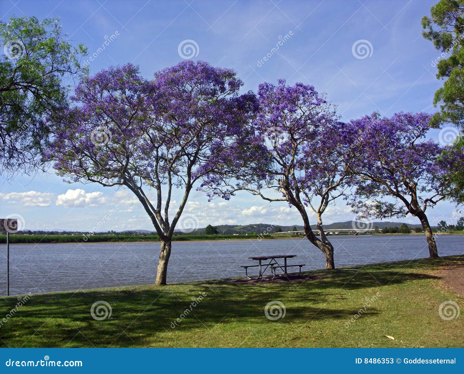 Bloomers stock image. Image of hunter, raymond, flower - 8486353