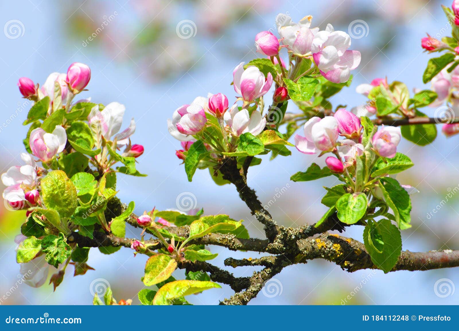 Bloomimg Apple Tree stock photo. Image of bright, gardening - 184112248