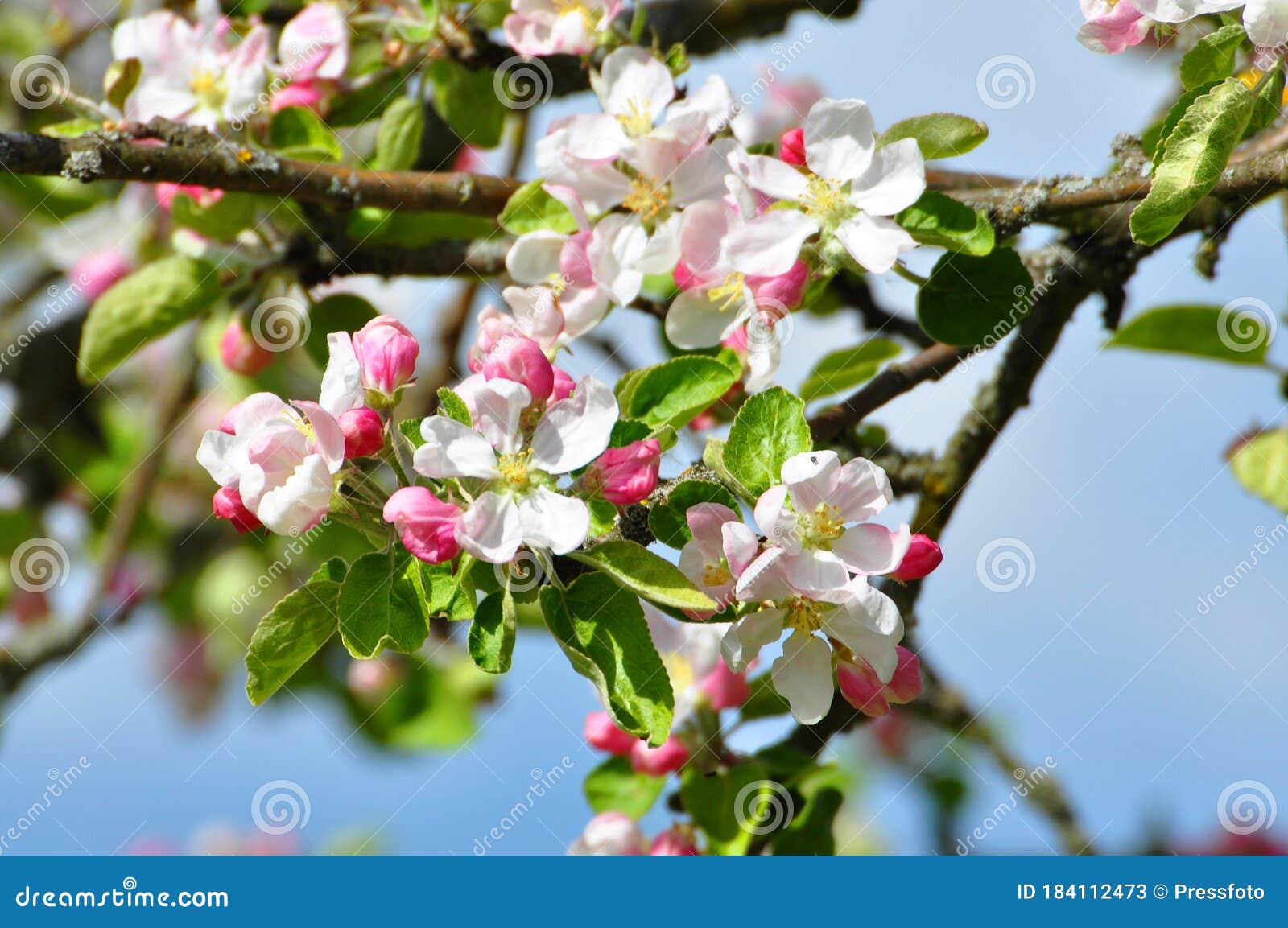 Bloomimg Apple Tree stock image. Image of green, bloom - 184112473