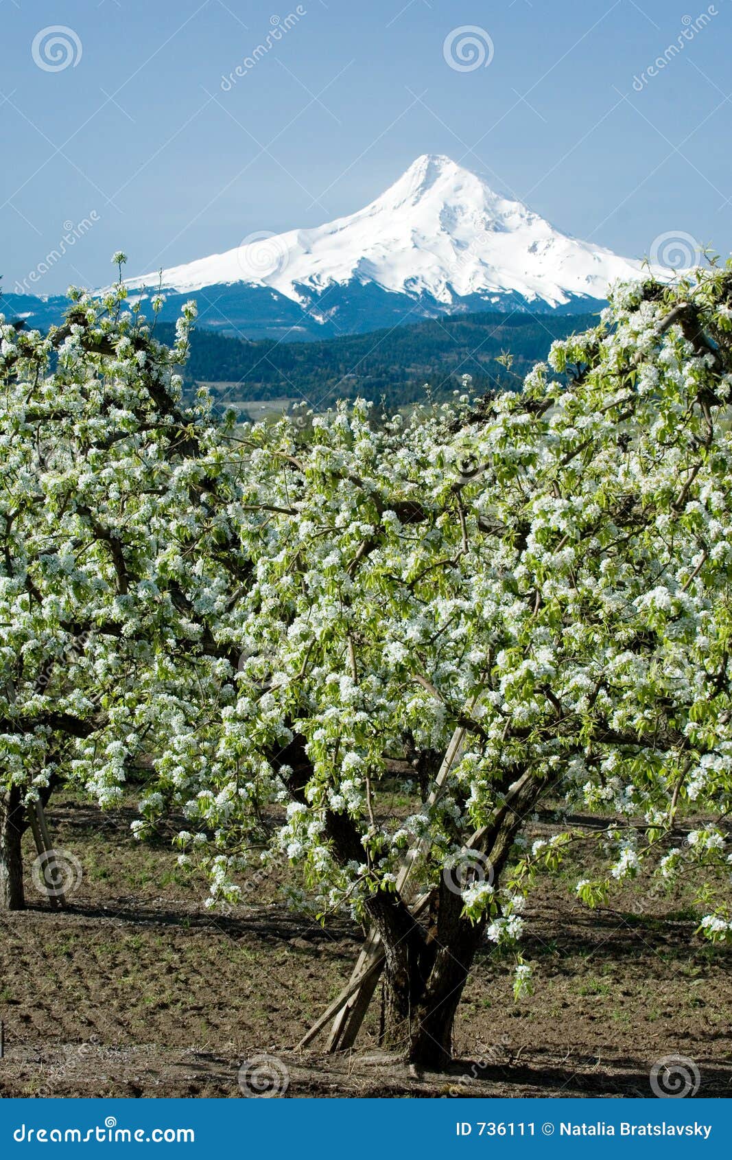 Bloomin De Las Huertas De La Pera Imagen de archivo - Imagen de verde ...