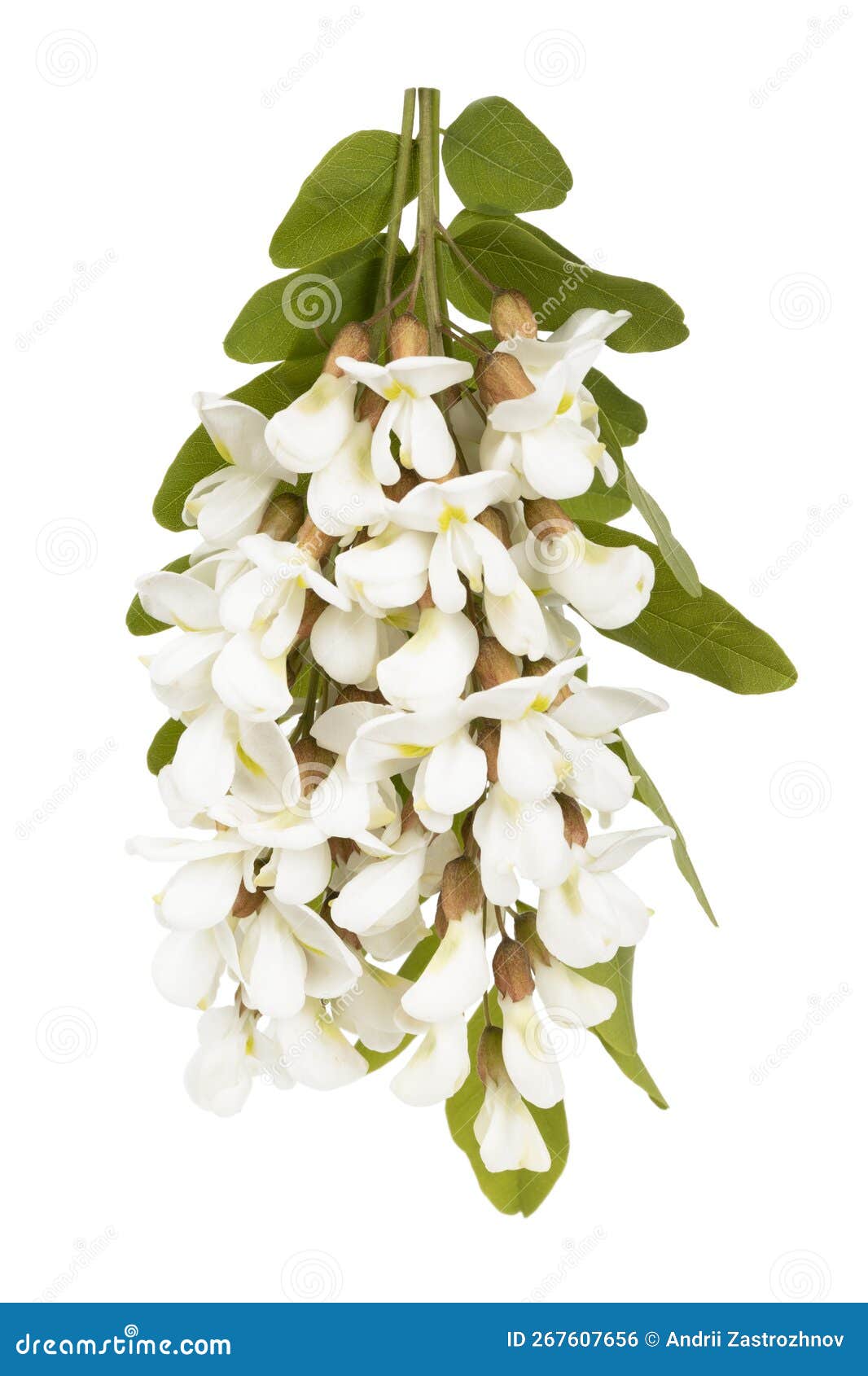 Blooming Acacia Cut Out on a White Background, Flowering Tree Stock ...